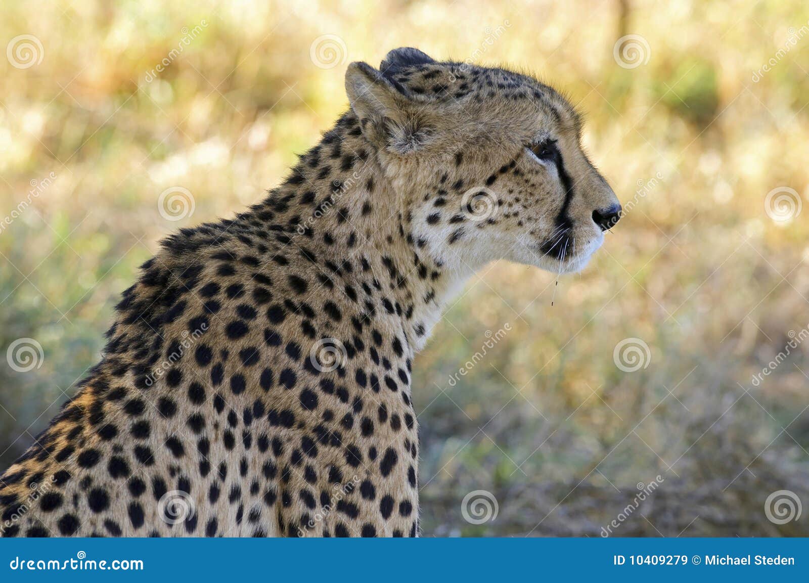Cheetah stock image. Image of animal, relaxation, feline - 10409279
