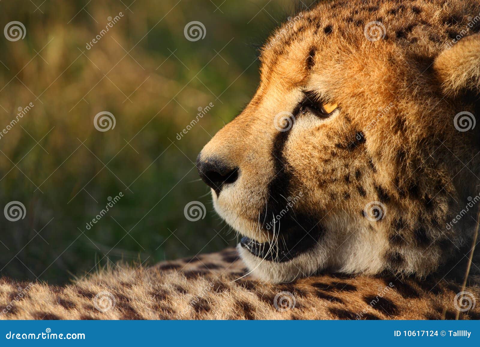 Cheetah stock photo. Image of dusk, evening, mammal, mammiferi - 10617124