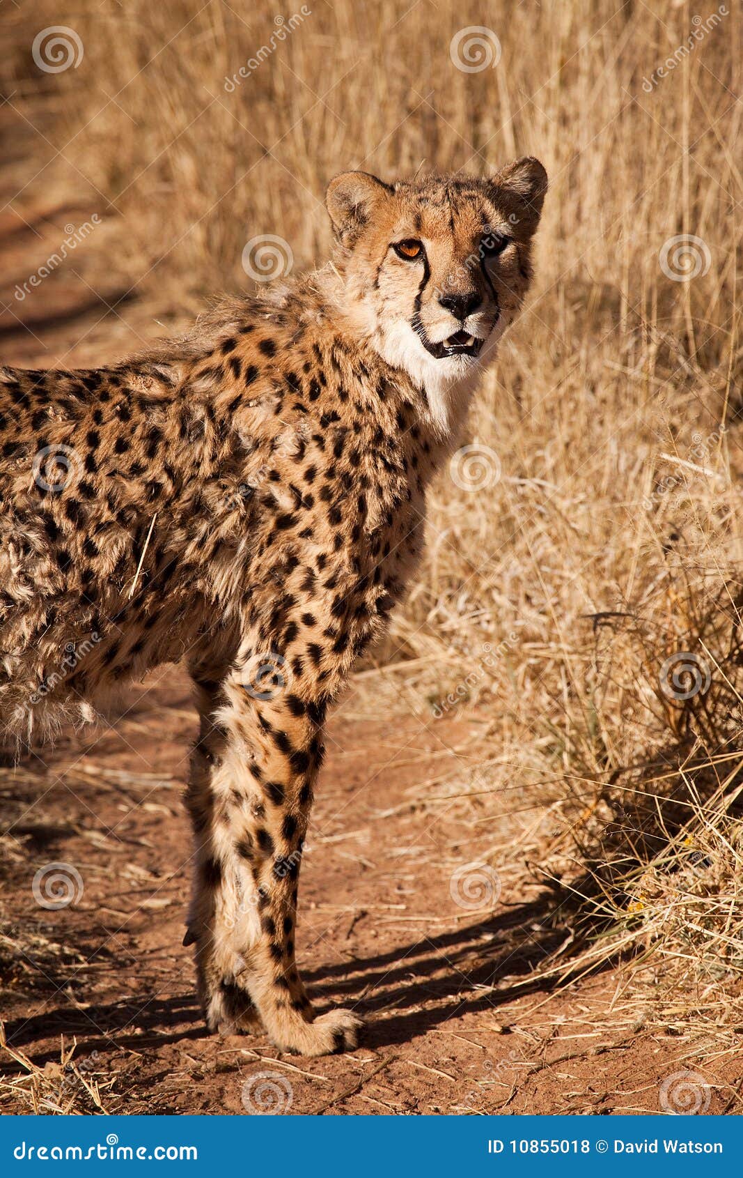 Cheetah stock photo. Image of outdoors, desert, nature - 10855018