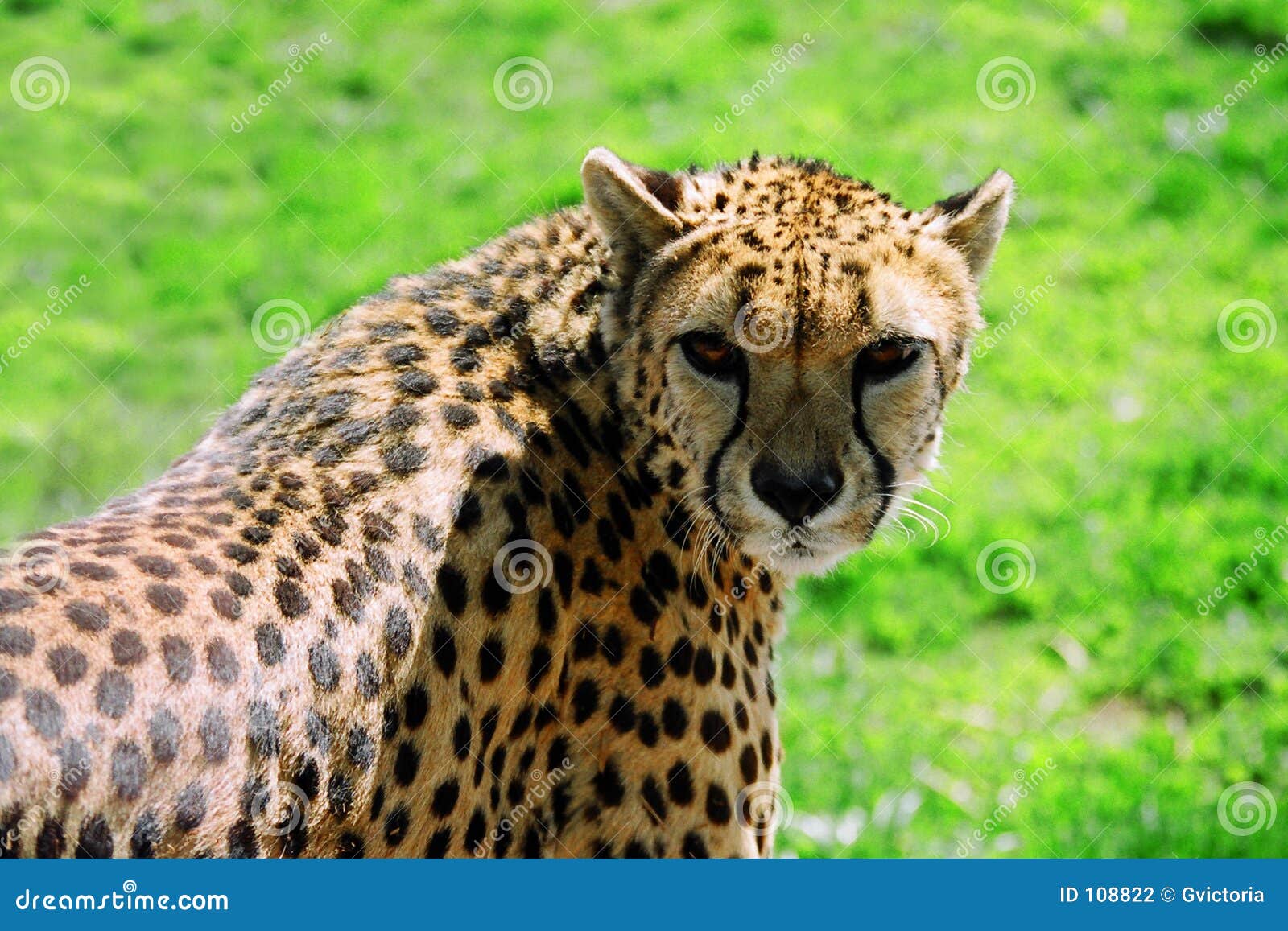 Cheetah stock photo. Image of beautiful, dots, eyes, shiny - 108822