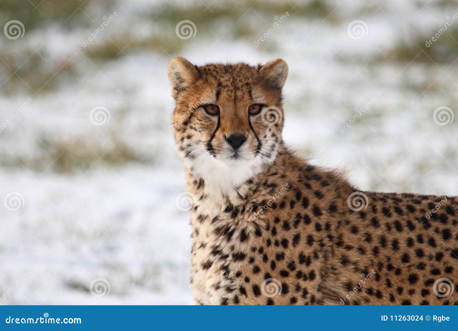 Cheetah stock photo. Image of nature, portrait, animal - 11263024