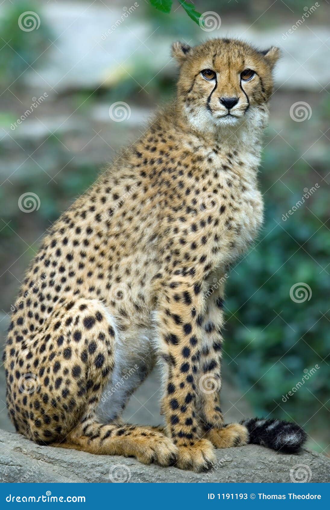 Cheetah stock image. Image of mammals, feline, cats, animal - 1191193