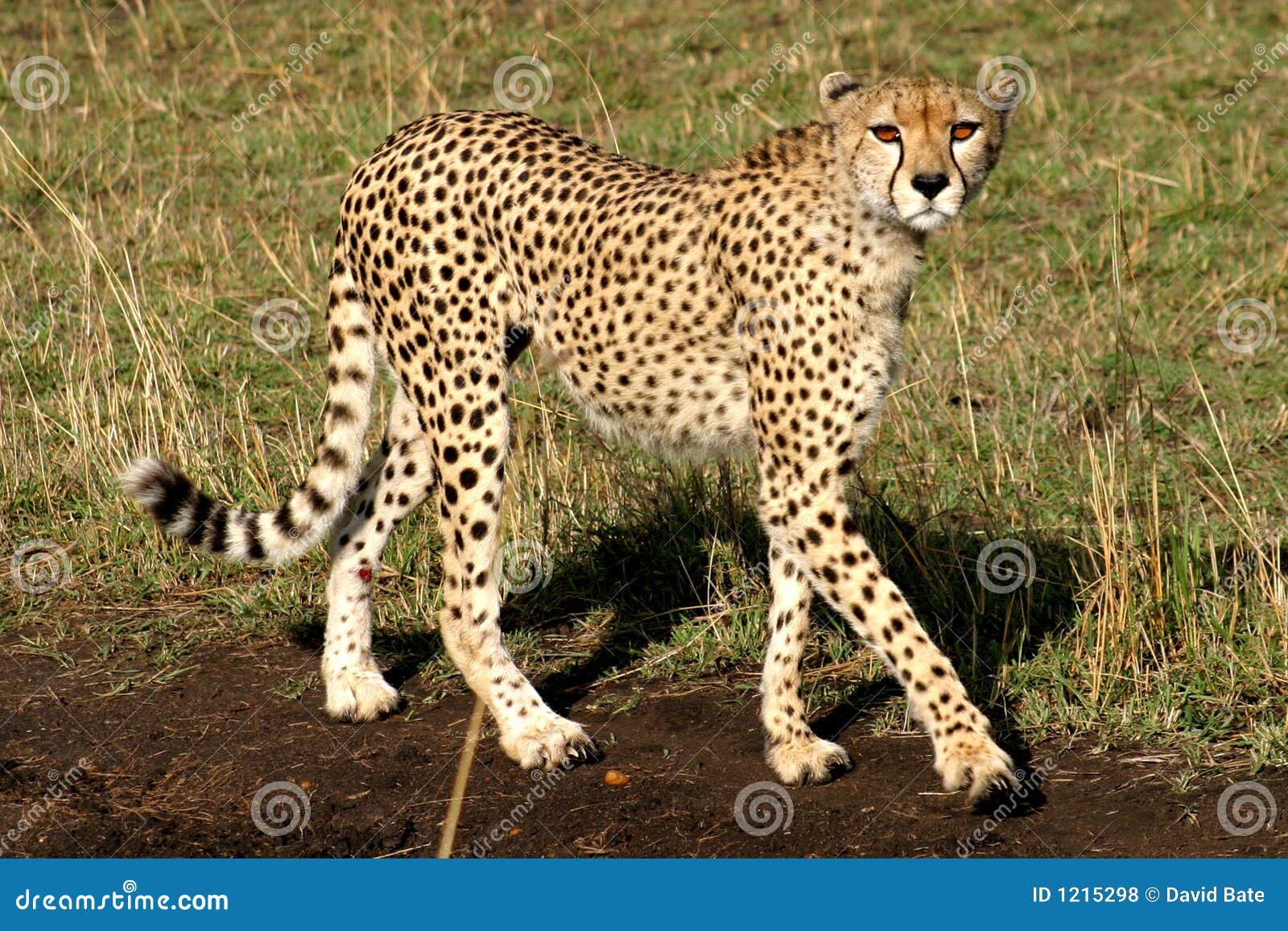 Cheetah stock photo. Image of kiki, large, cheetah, mara - 1215298