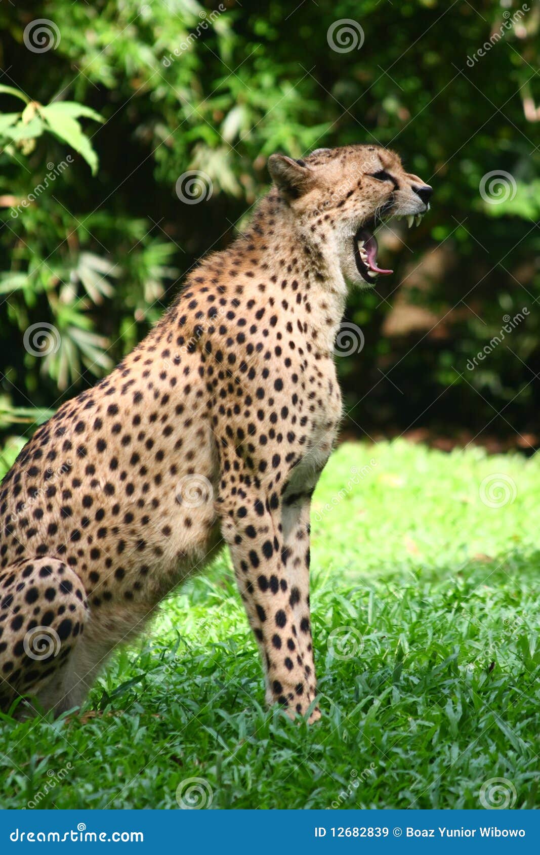 Cheetah Roaring