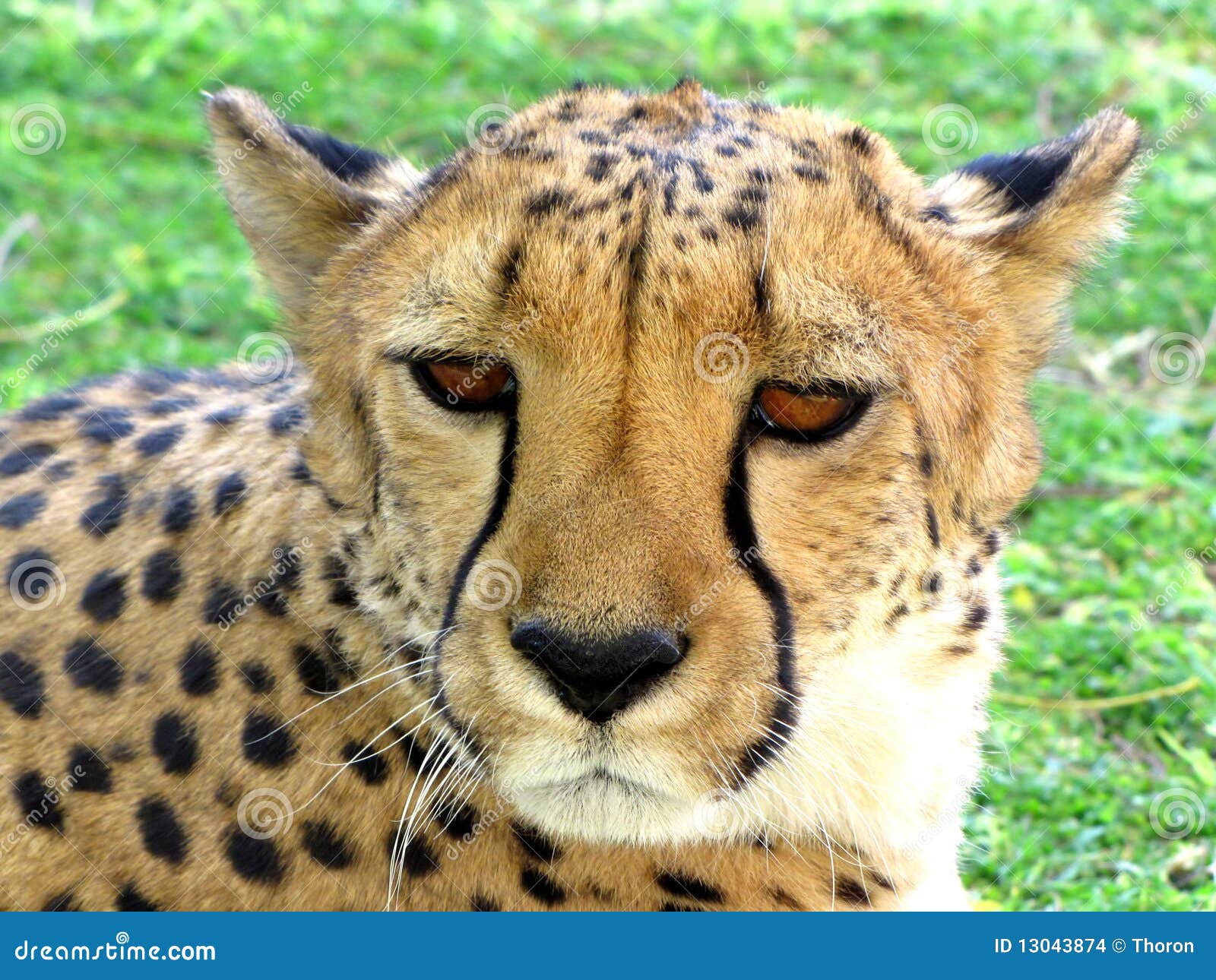 Cheetah stock photo. Image of farm, domestic, head, cheetah - 13043874