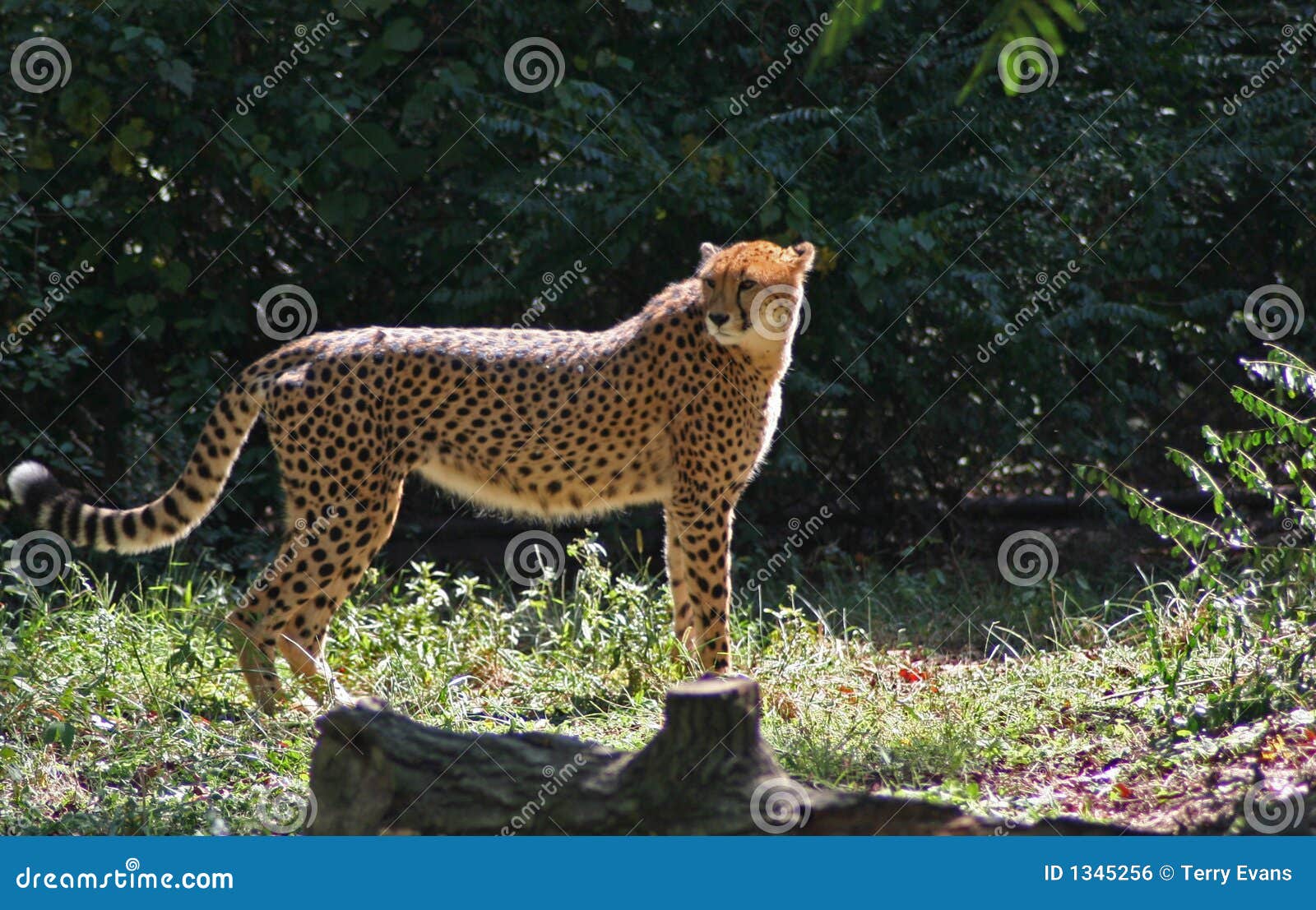 Cheetah stock photo. Image of africa, cheetahs, hunter - 1345256