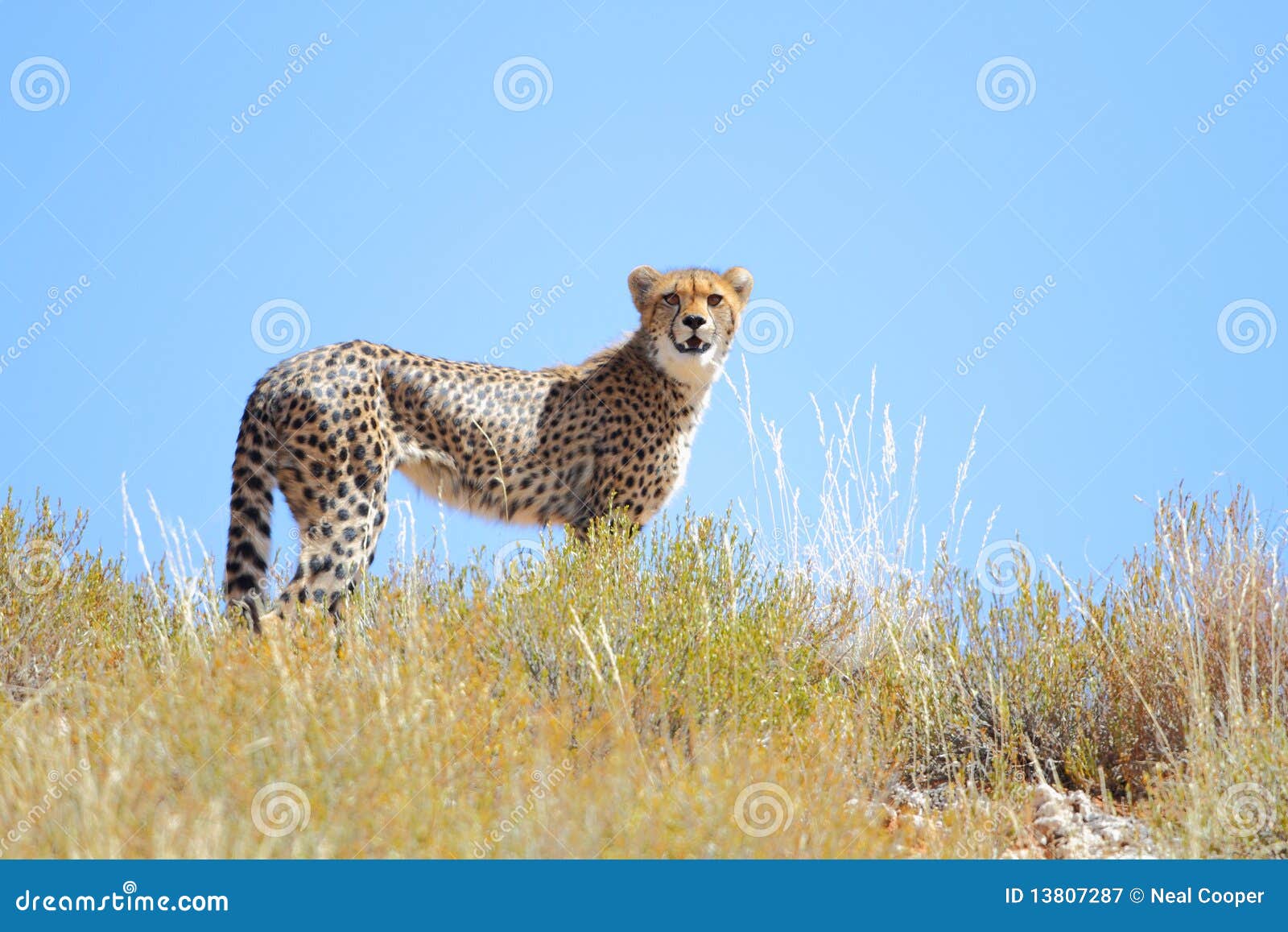 Cheetah stock image. Image of hunters, cubs, felidae - 13807287