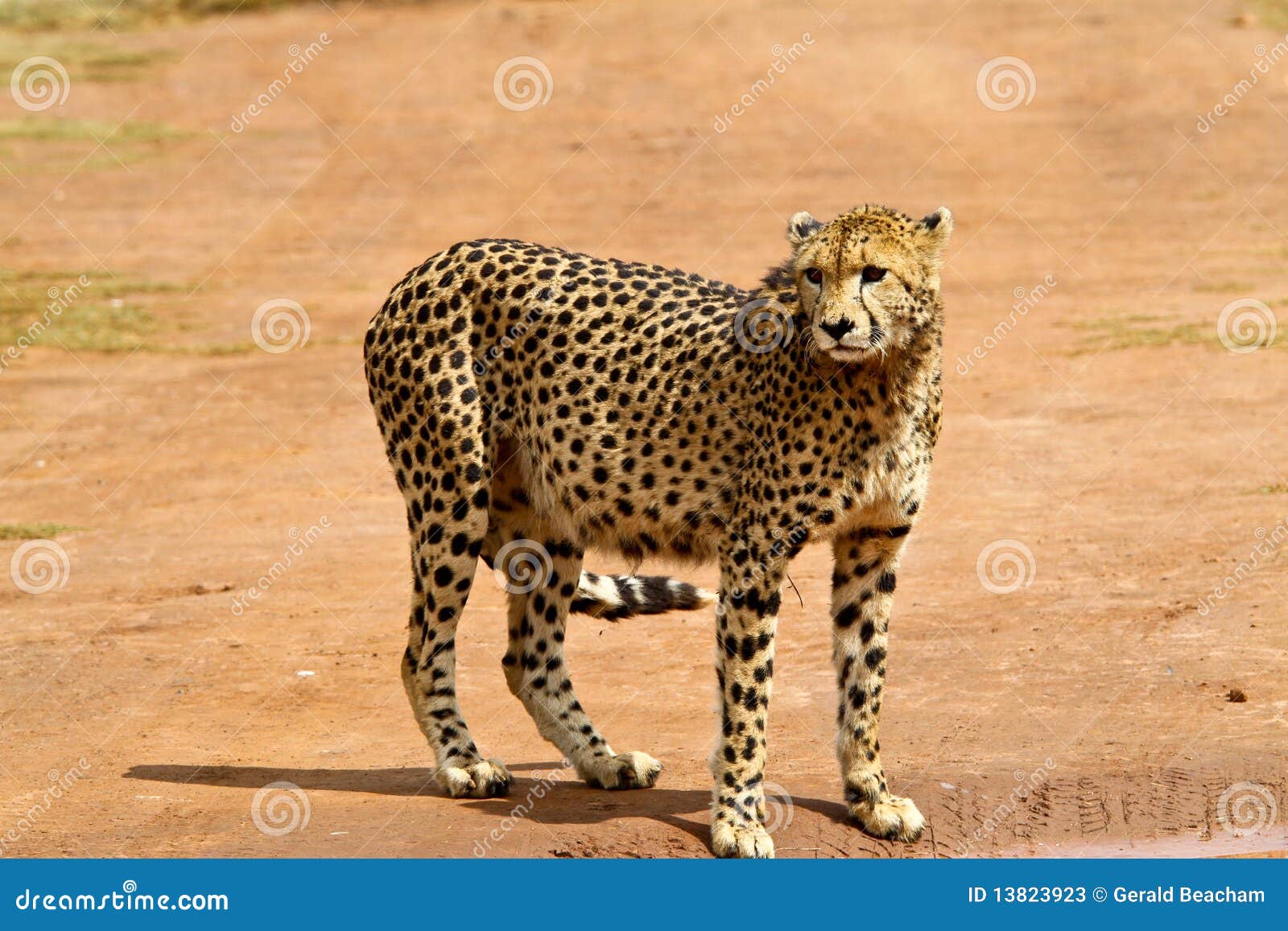 Cheetah stock image. Image of cheeetah, nature, drinking - 13823923