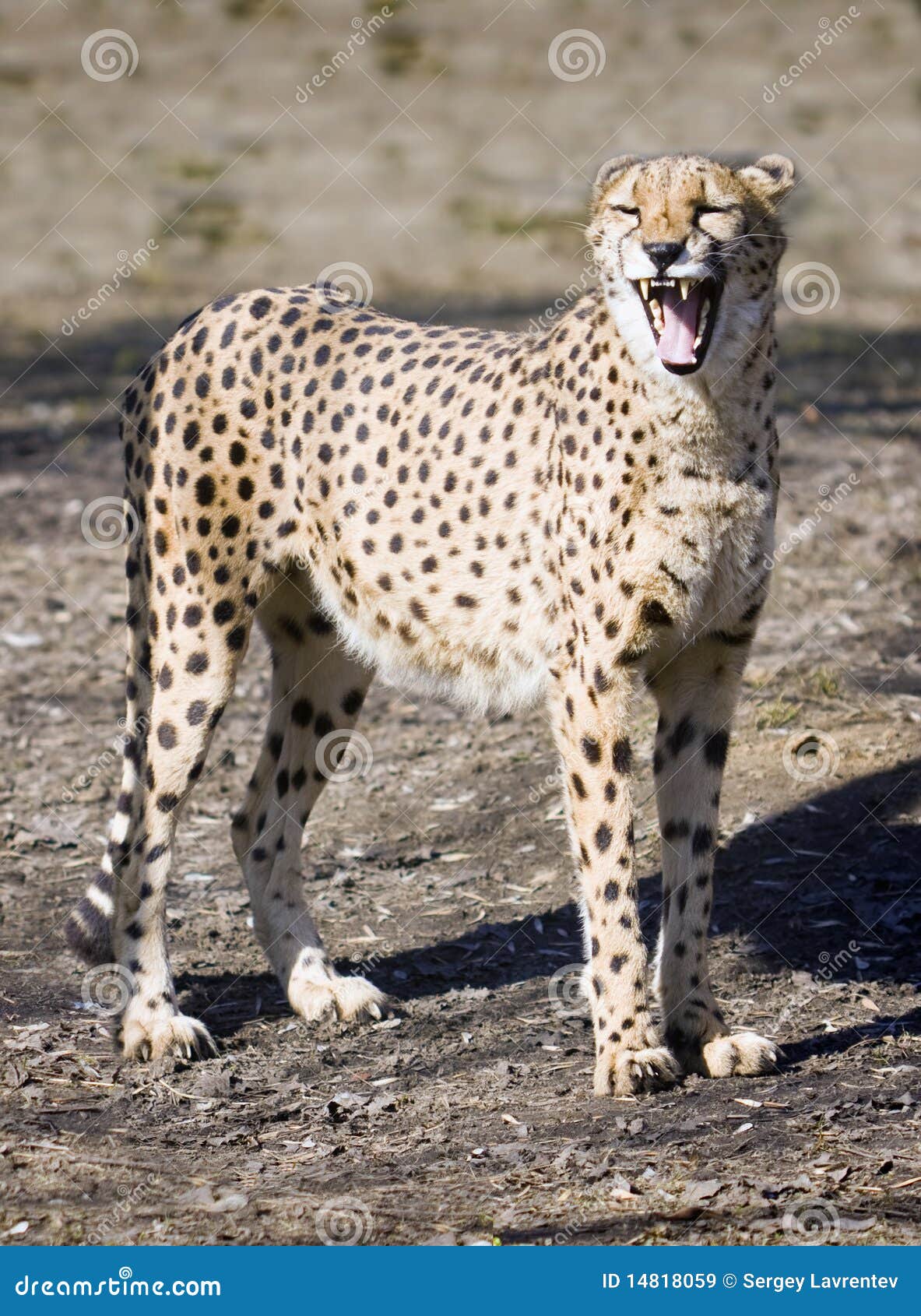Cheetah stock image. Image of safari, mammal, nature - 14818059