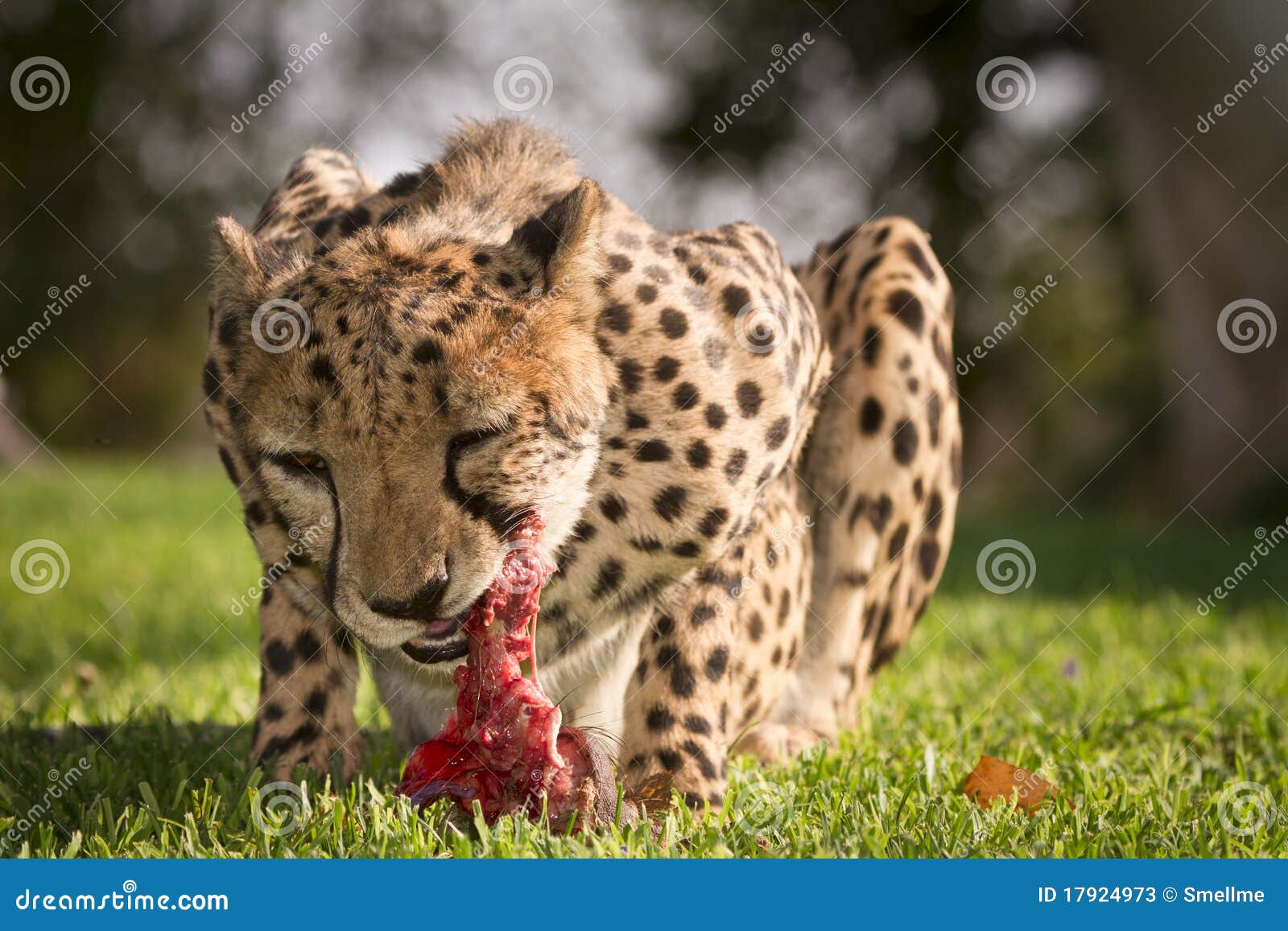 Cheetah stock image. Image of bush, grassland, natural - 17924973