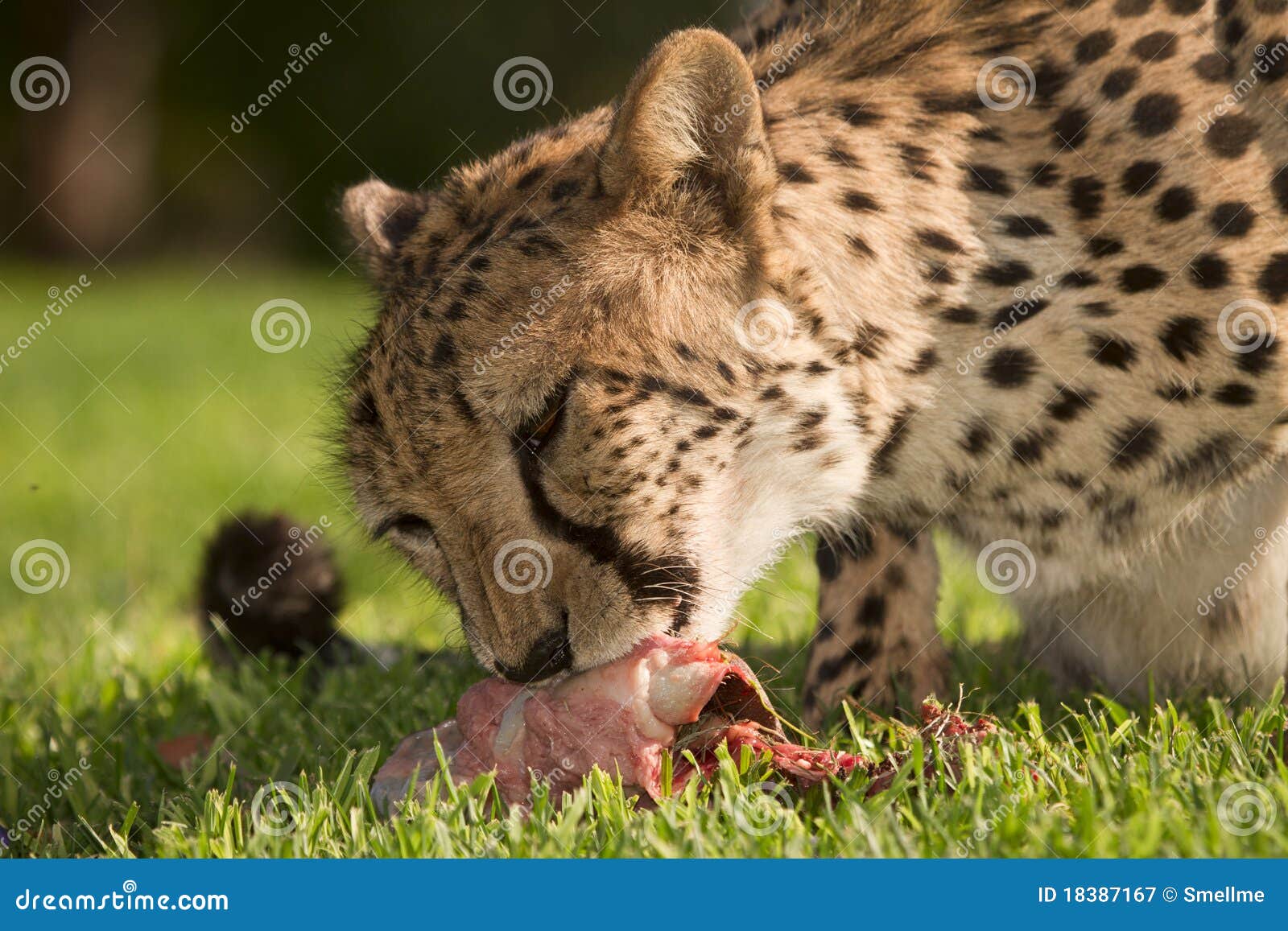 Cheetah stock image. Image of africa, feline, eating - 18387167