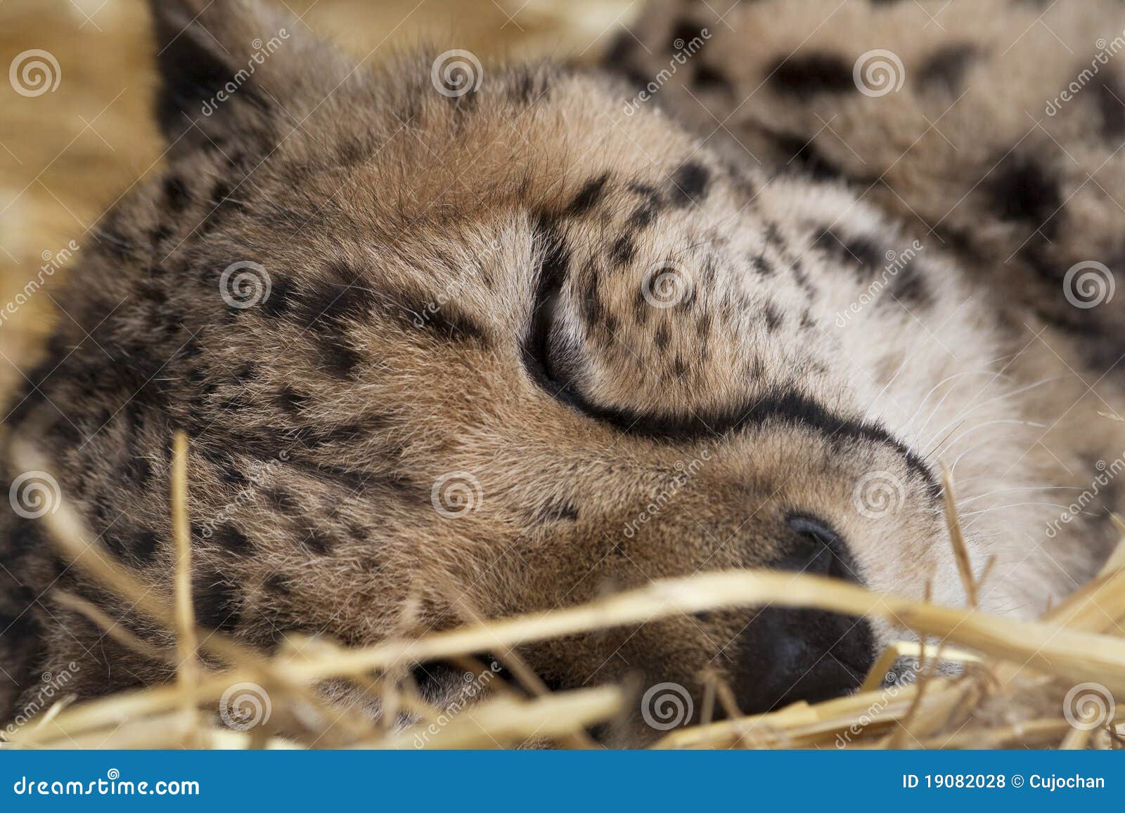 Cheetah stock photo. Image of cheetah, cute, animal, sleepy - 19082028