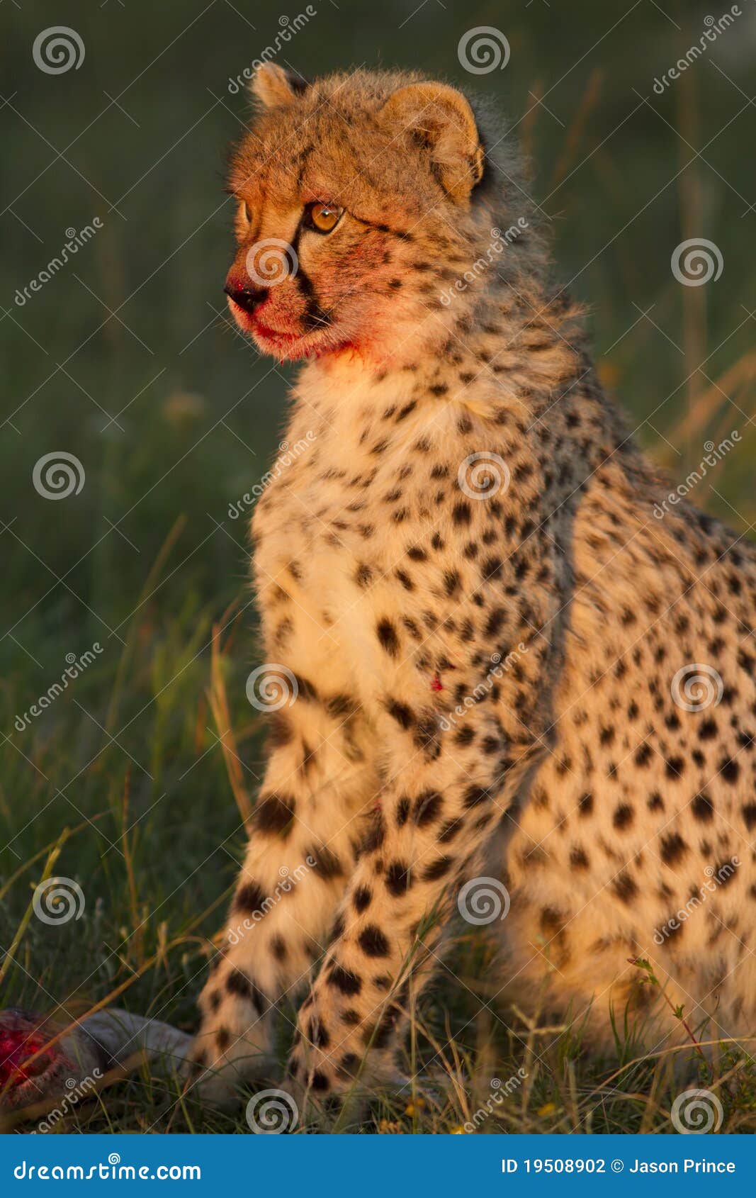 Cheetah stock photo. Image of feline, predator, large - 19508902