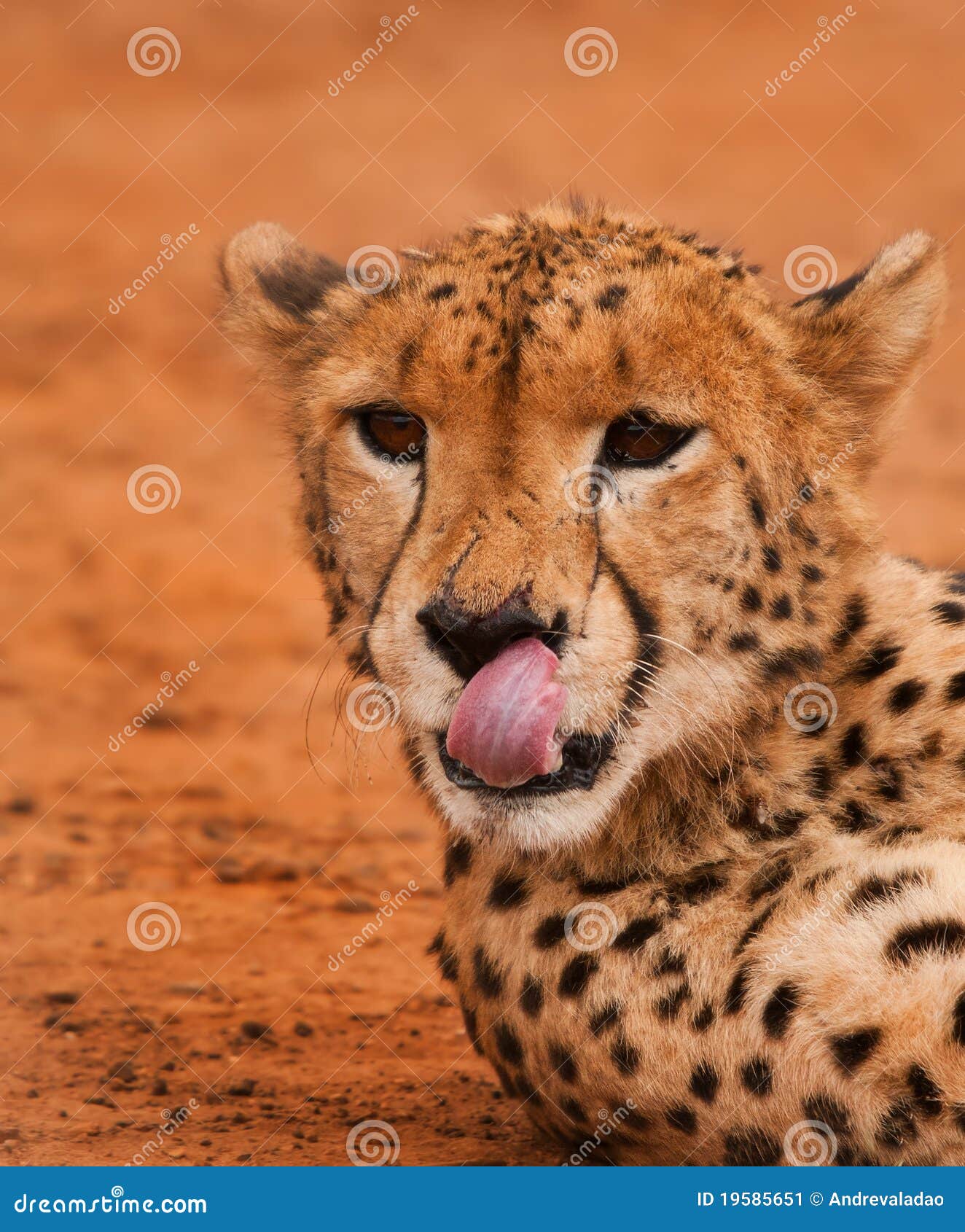 Cheetah stock image. Image of wild, spotted, carnivore - 19585651
