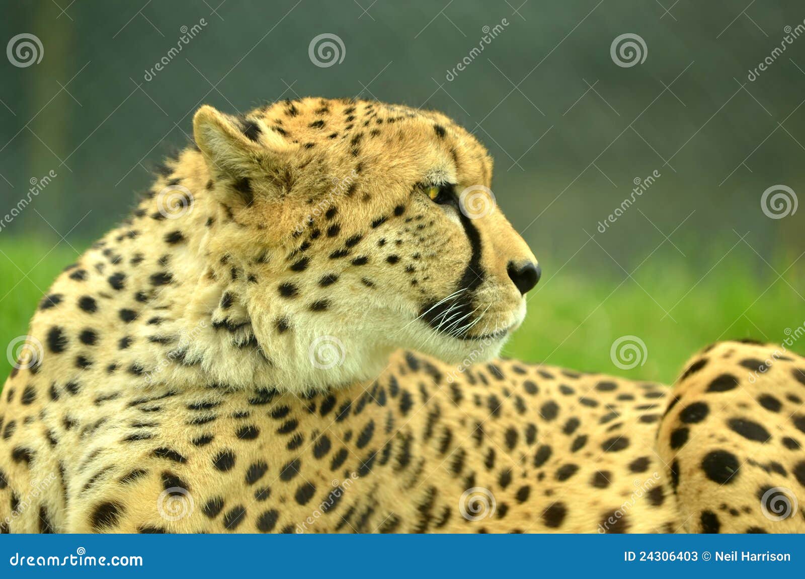 Cheetah stock image. Image of cheetah, vigilant, repose - 24306403