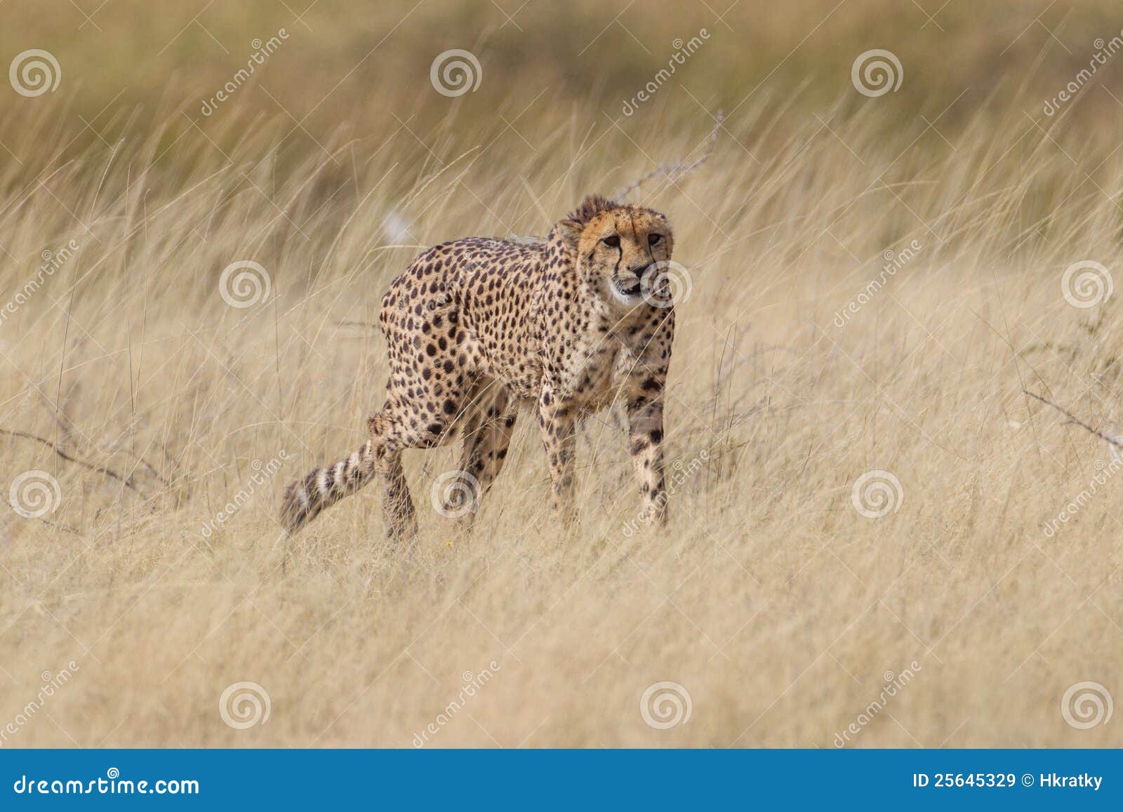 Cheetah stock image. Image of animal, mammal, wildlife - 25645329