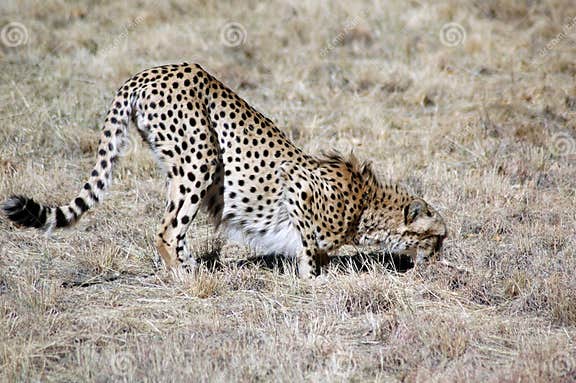 Cheetah. stock photo. Image of endangered, hunter, mammal - 2611706
