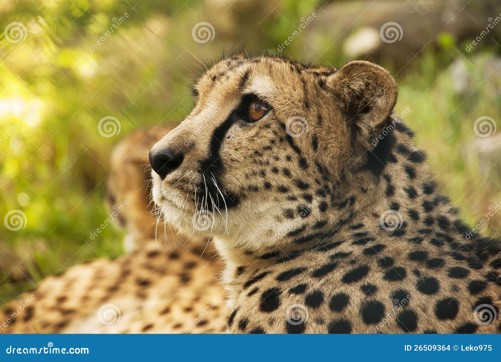 Cheetah stock photo. Image of looking, creature, endangered - 26509364