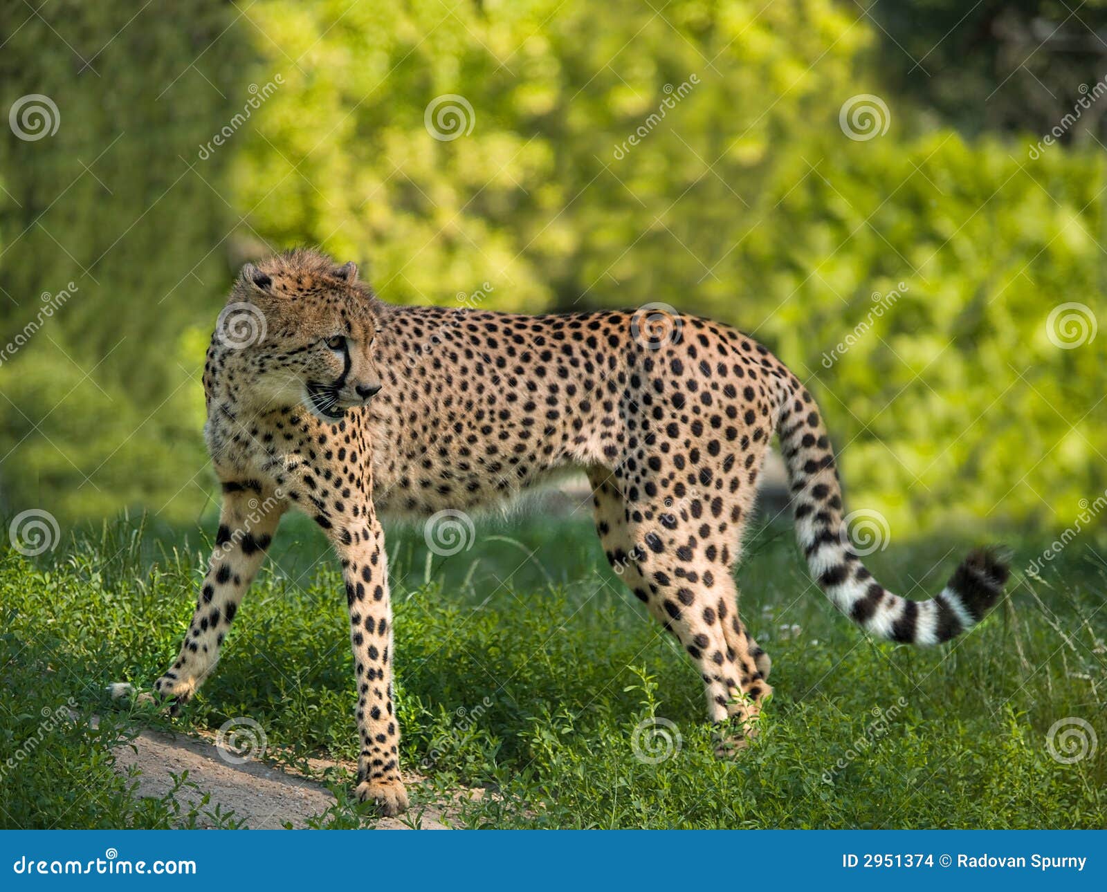 Cheetah stock photo. Image of green, nature, fang, nose - 2951374
