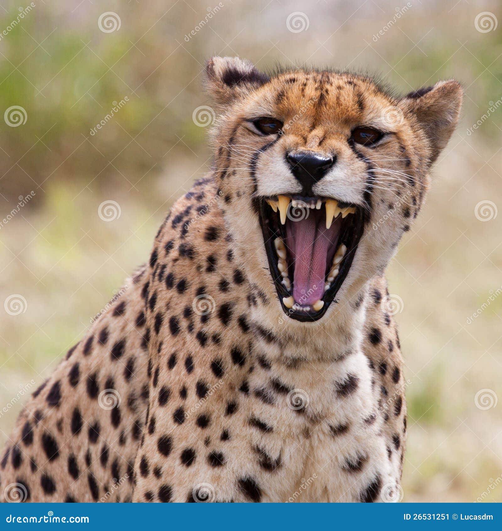 Cheetah 3 stock image. Image of dangerous, africa, beauty - 26531251