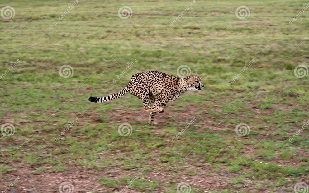 Cheetah 3 stock image. Image of mammal, agile, africa - 7575033