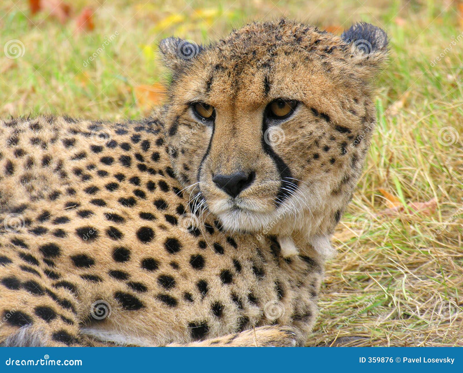 Cheetah stock photo. Image of grass, wild, nose, cheetah - 359876