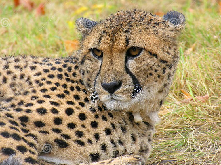 Cheetah stock photo. Image of grass, wild, nose, cheetah - 359876