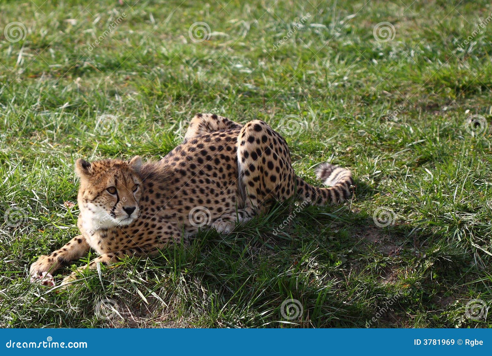 Cheetah stock image. Image of looking, cheetah, animals - 3781969