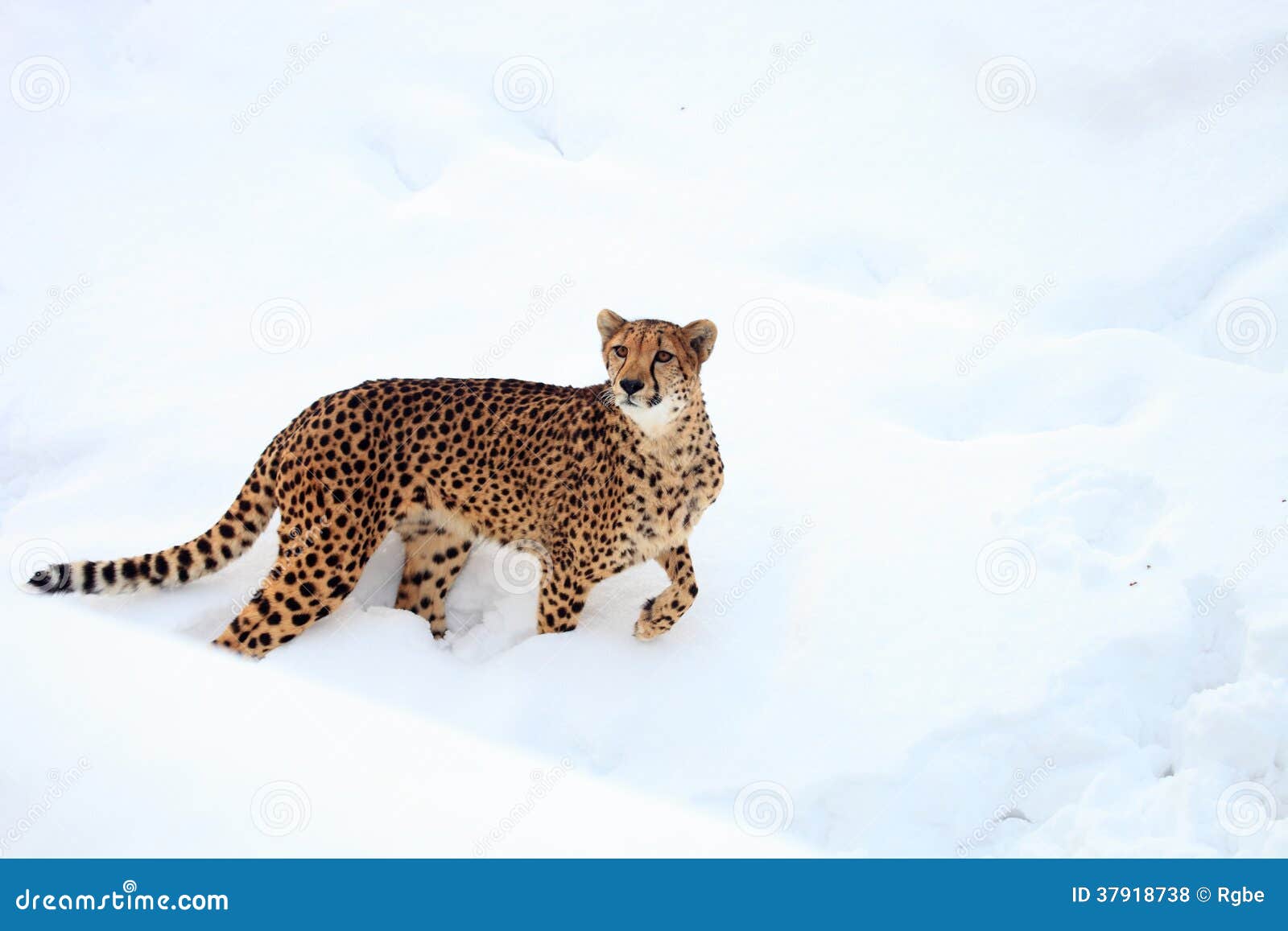 Cheetah stock photo. Image of snow, animal, wildlife - 37918738