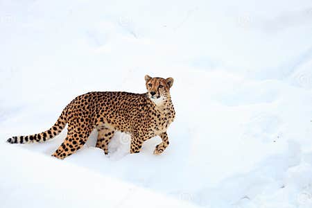 Cheetah stock photo. Image of snow, animal, wildlife - 37918738