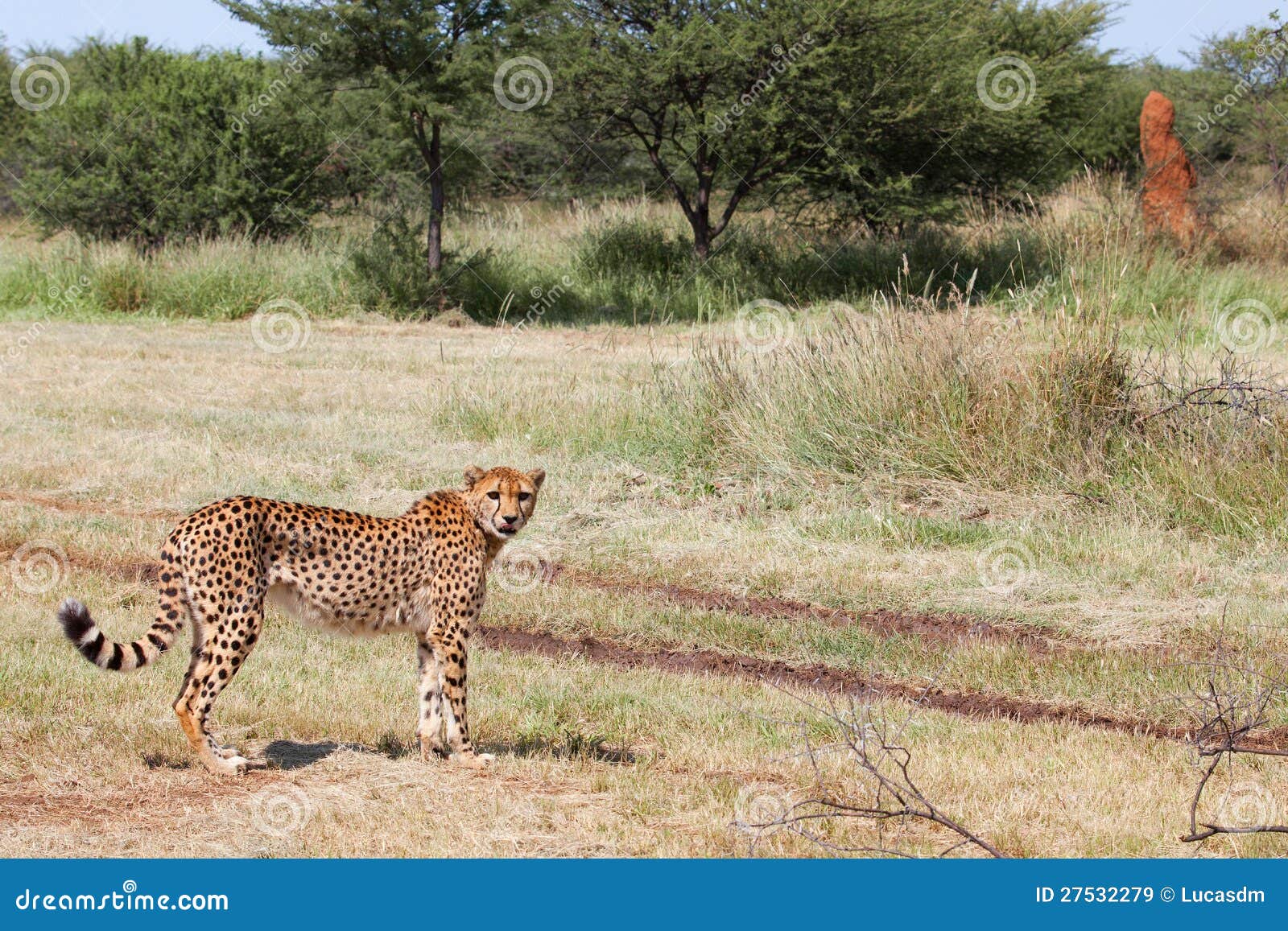 Cheetah 4 stock image. Image of wildlife, hunter, wild - 27532279