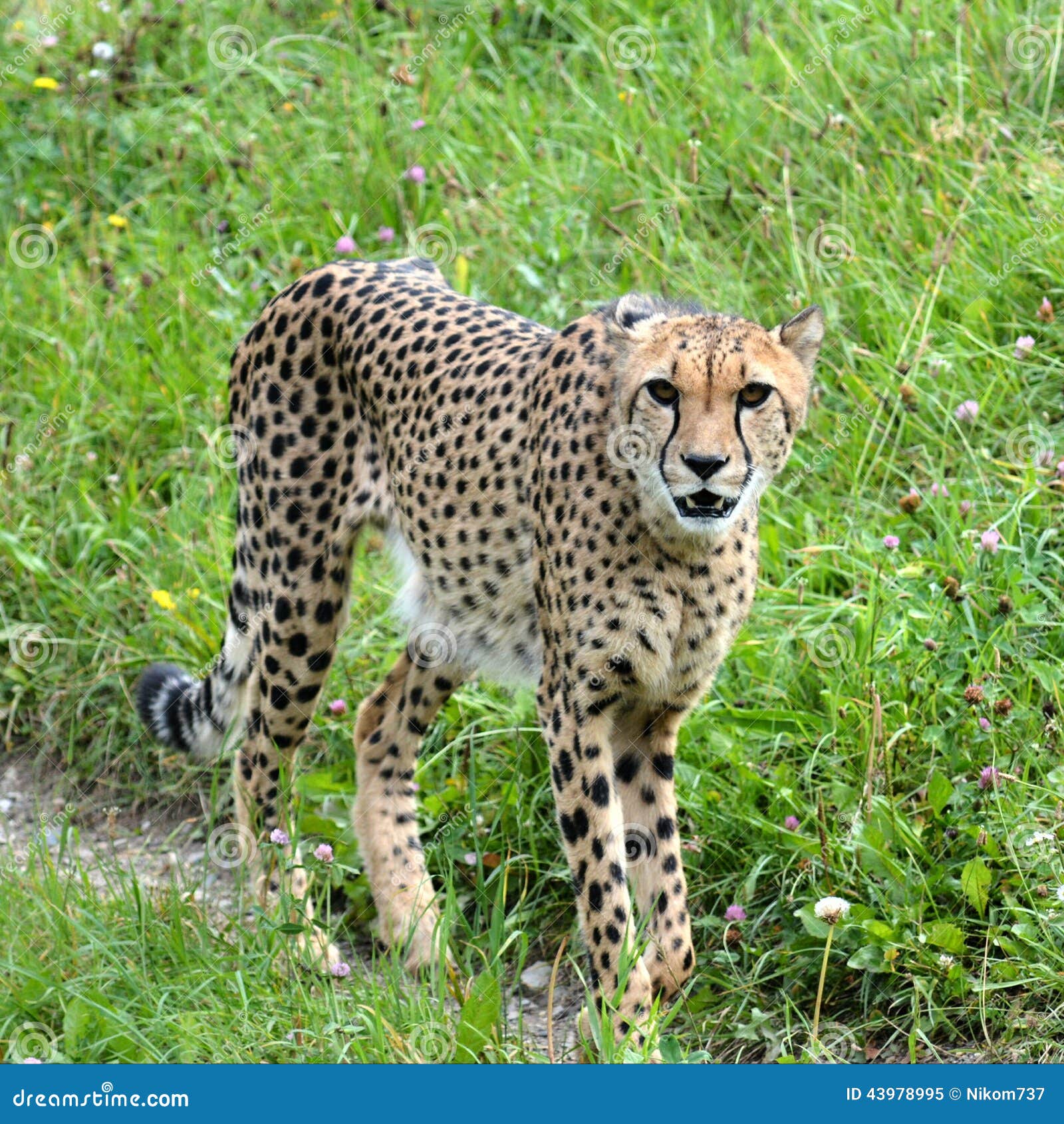 Cheetah stock afbeelding. Image of zomer, cheeta, jachtluipaard - 43978995