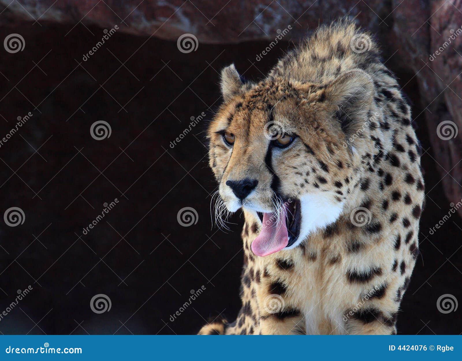 Cheetah stock photo. Image of roar, animal, wildlife, yawn - 4424076