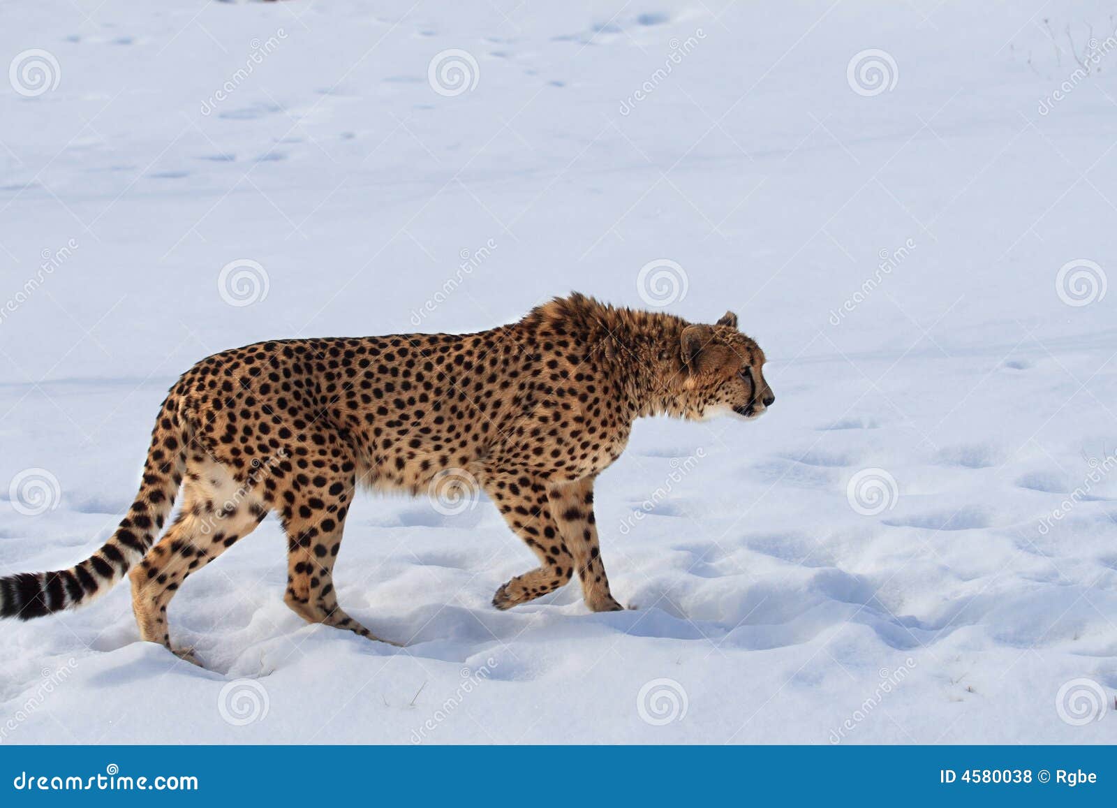 Cheetah stock photo. Image of winter, formidable, cute - 4580038