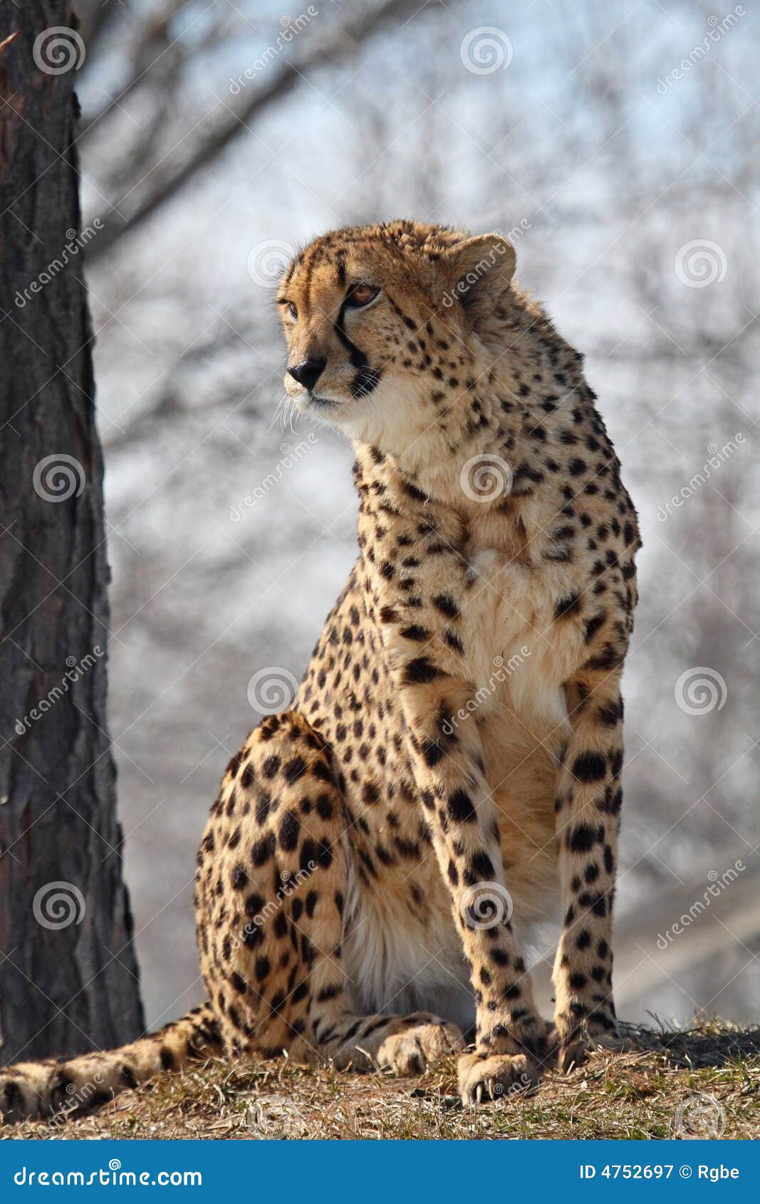 Cheetah stock image. Image of winter, danger, hunter, elegance - 4752697