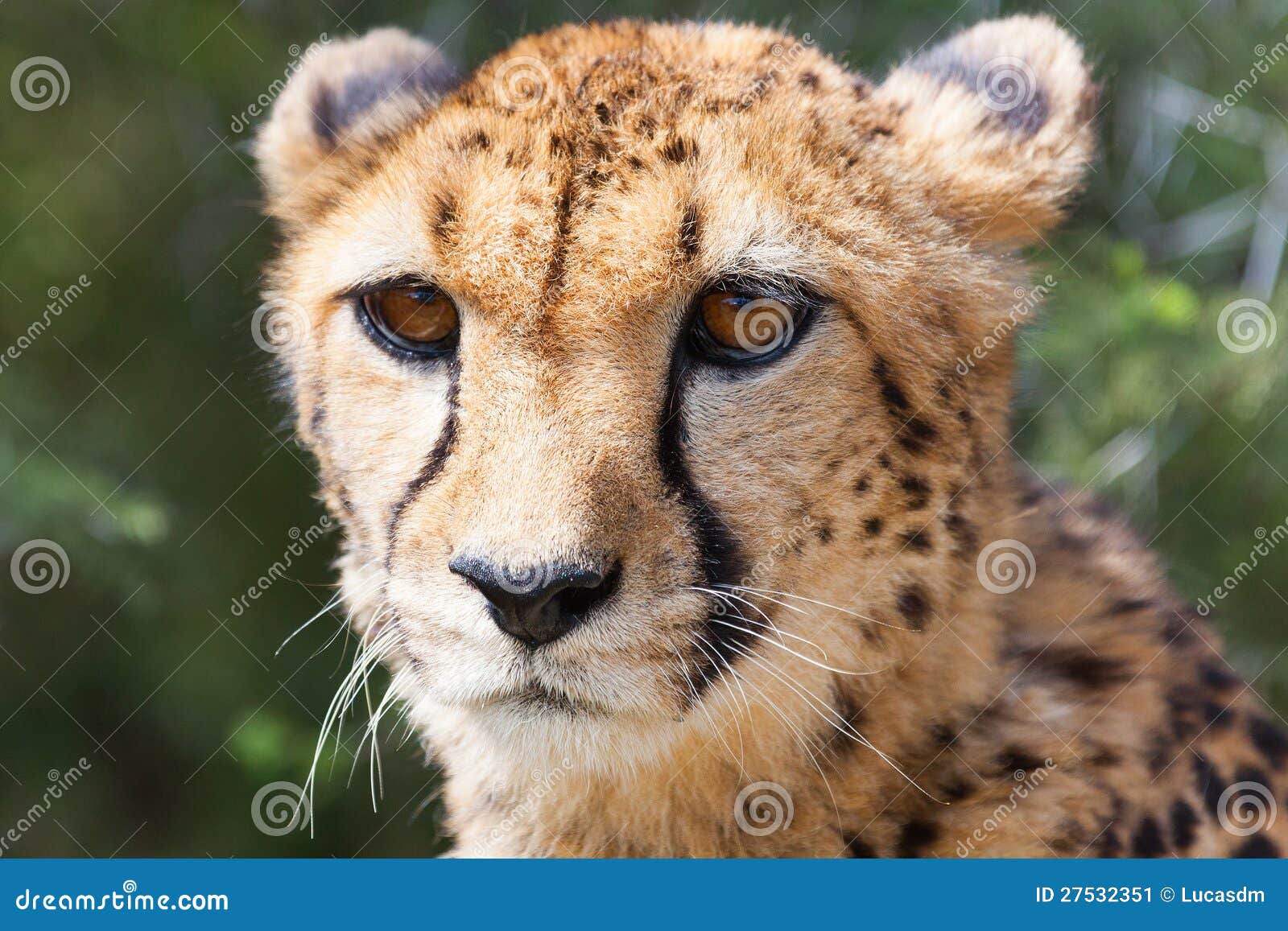 Cheetah 5 stock image. Image of wildlife, wild, africa - 27532351