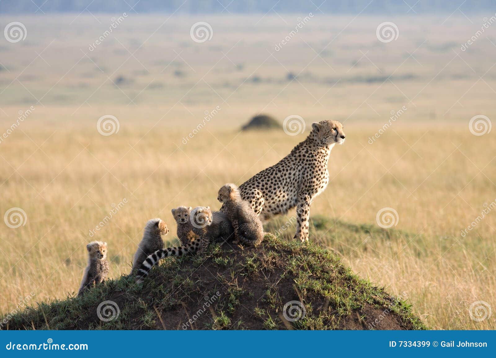 Cheetah with 5 cubs stock image. Image of mound, cheetah - 7334399