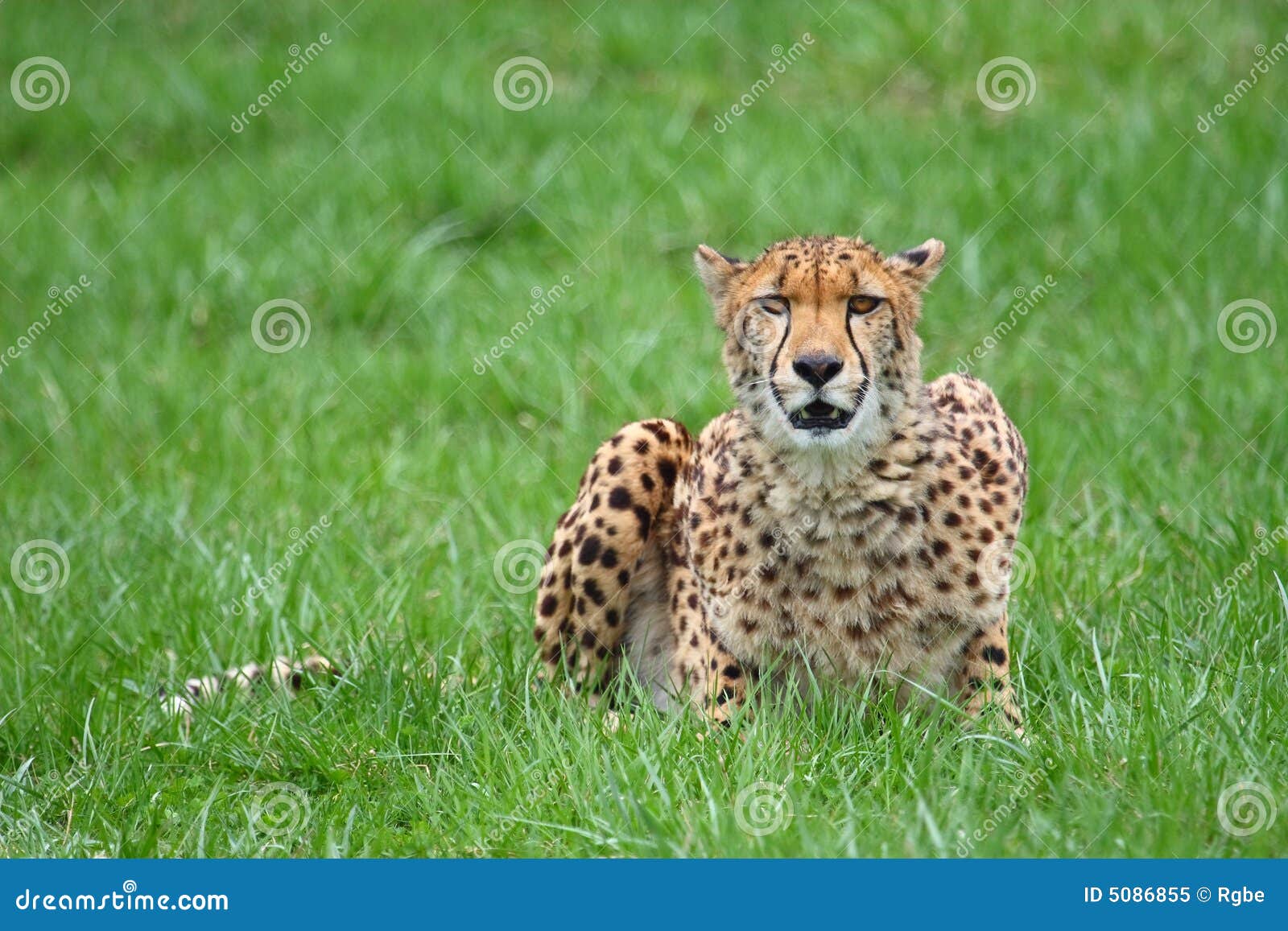 Cheetah stock image. Image of green, look, seek, wildlife - 5086855