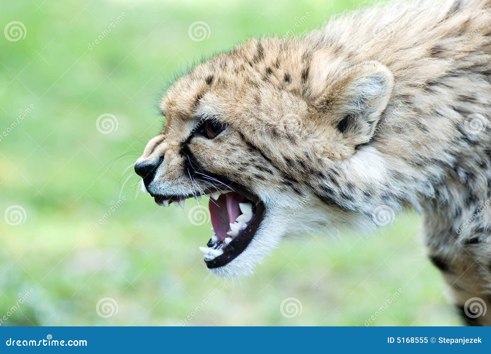 Cheetah stock image. Image of animal, wild, fastest, carnivore - 5168555