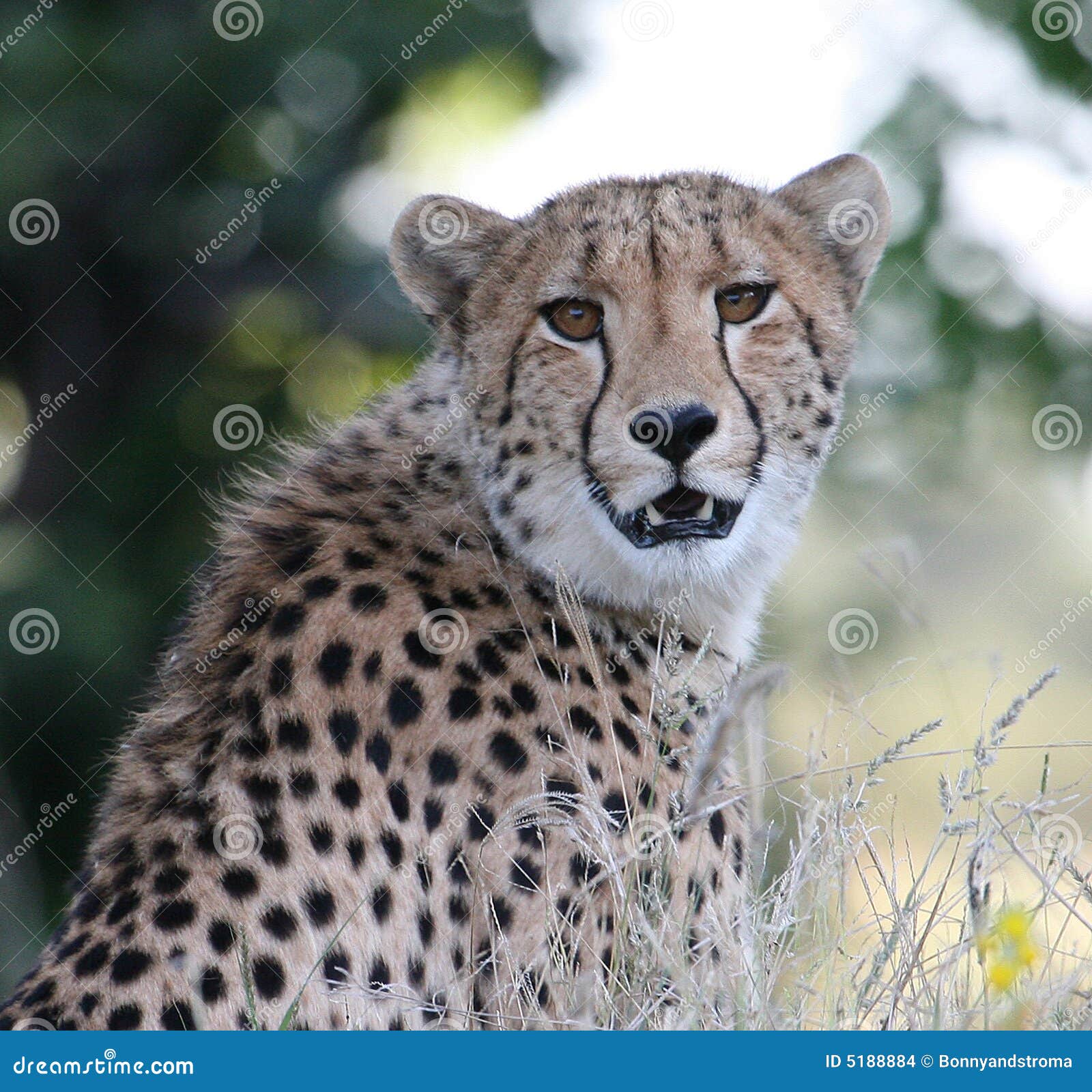 Cheetah stock photo. Image of cheetah, cats, mammals, animals - 5188884