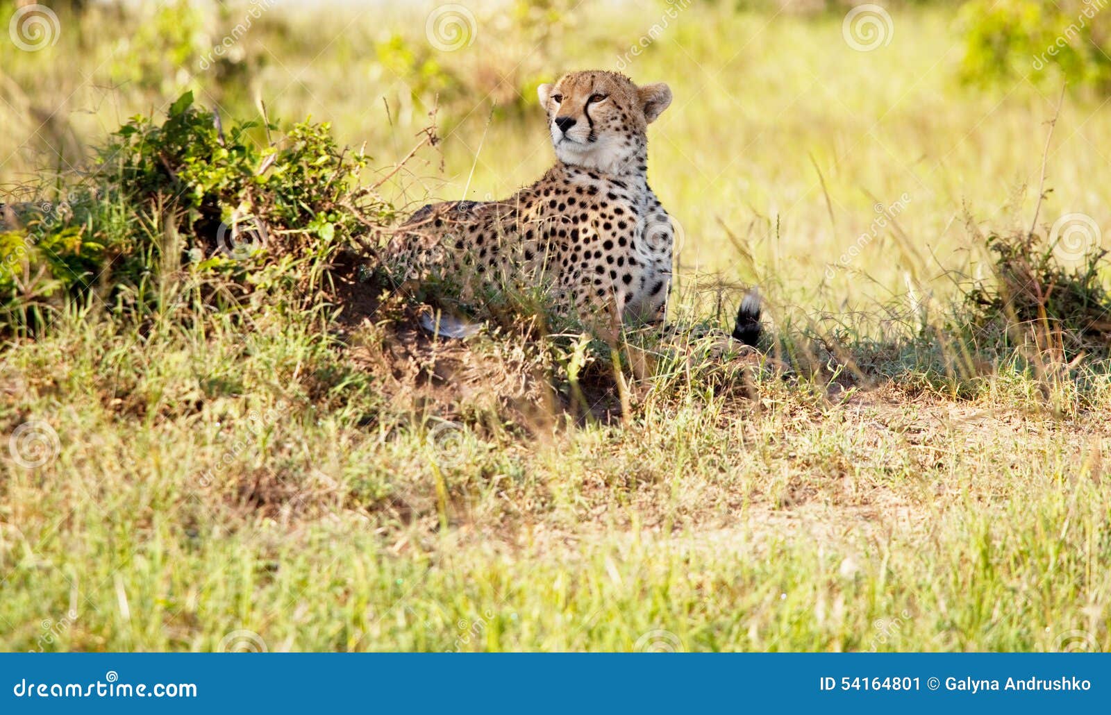 Cheetah stock image. Image of predator, wildlife, national - 54164801