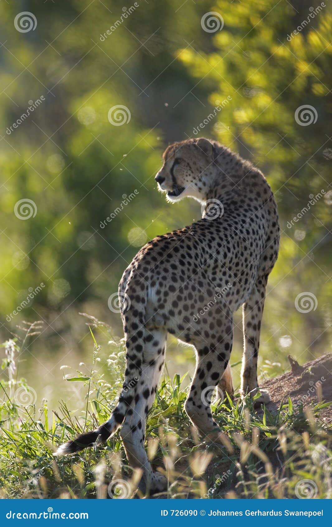 Cheetah stock photo. Image of standing, fastest, wild, posing - 726090