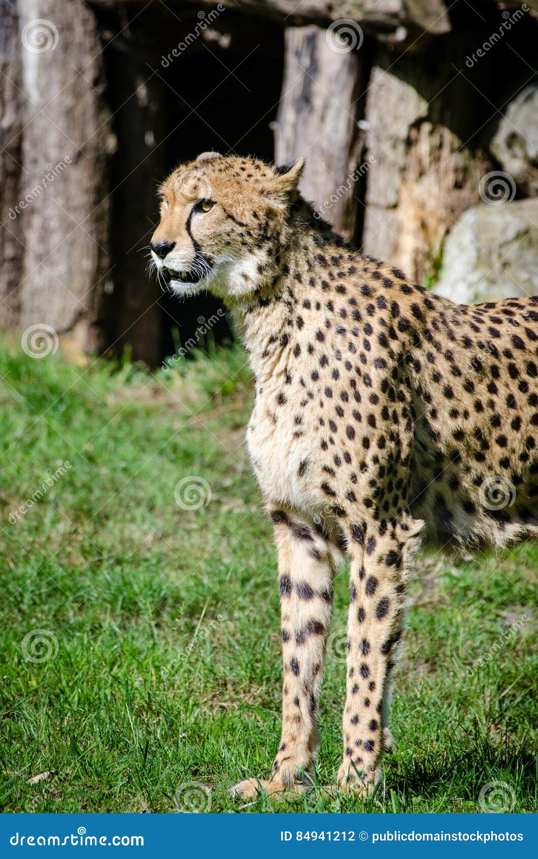 Cheetah Picture. Image: 84941212