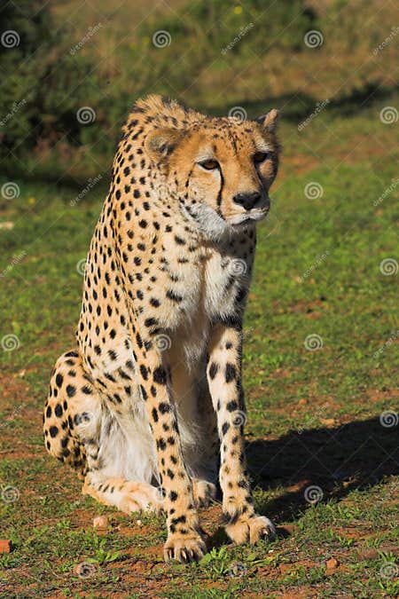 Cheetah stock photo. Image of predator, park, awesome, patterns - 935446
