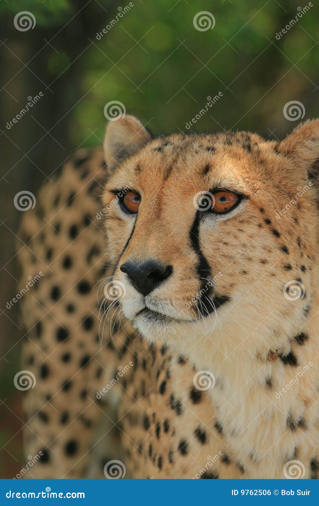 Cheetah stock photo. Image of mammal, eyes, africa, portrait - 9762506