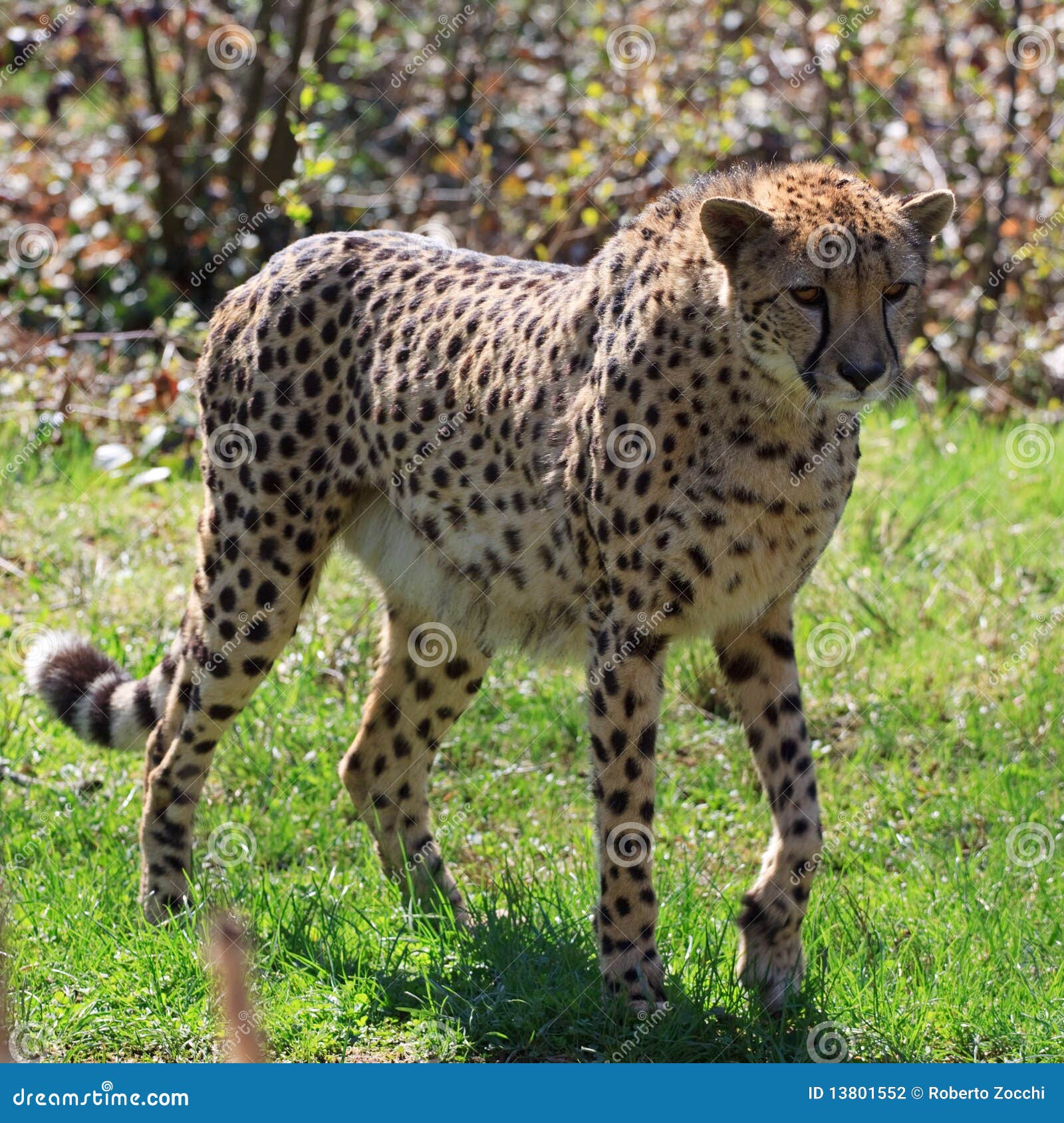 Cheetah (Acinonyx jubatus) stock photo. Image of jubatus - 13801552