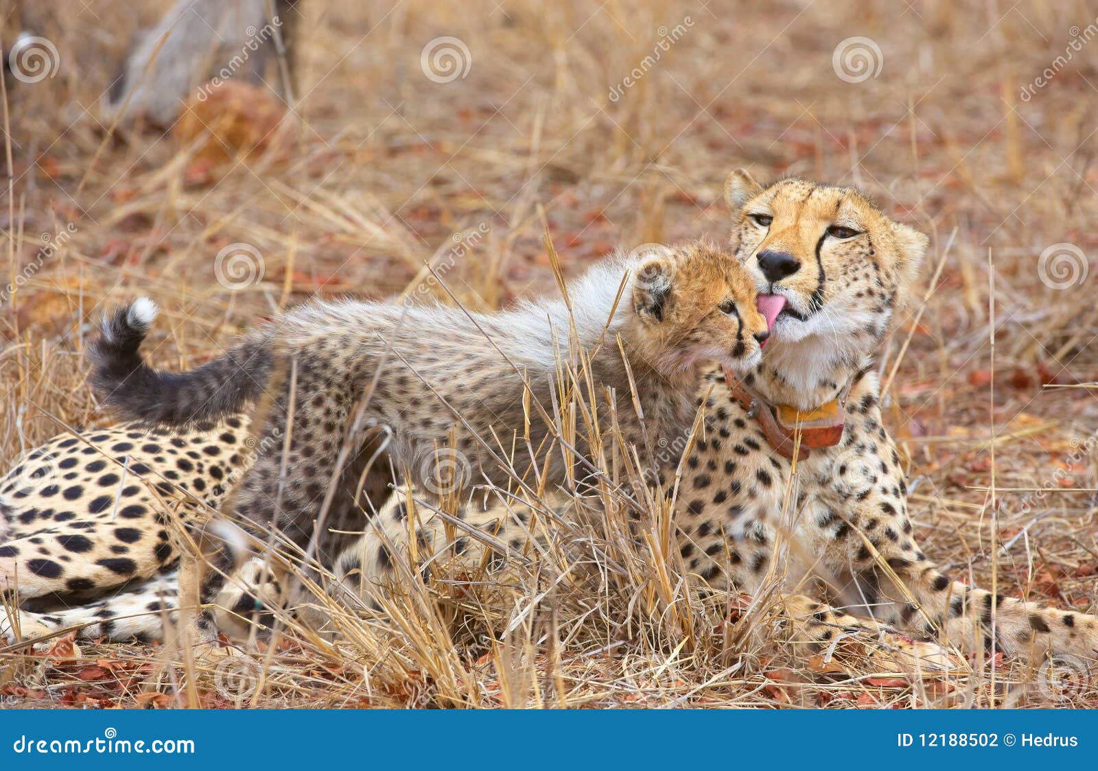 Cheetah, Acinonyx Jubatus, Detail Sun Portrait Of Wild Cat, Fastest ...