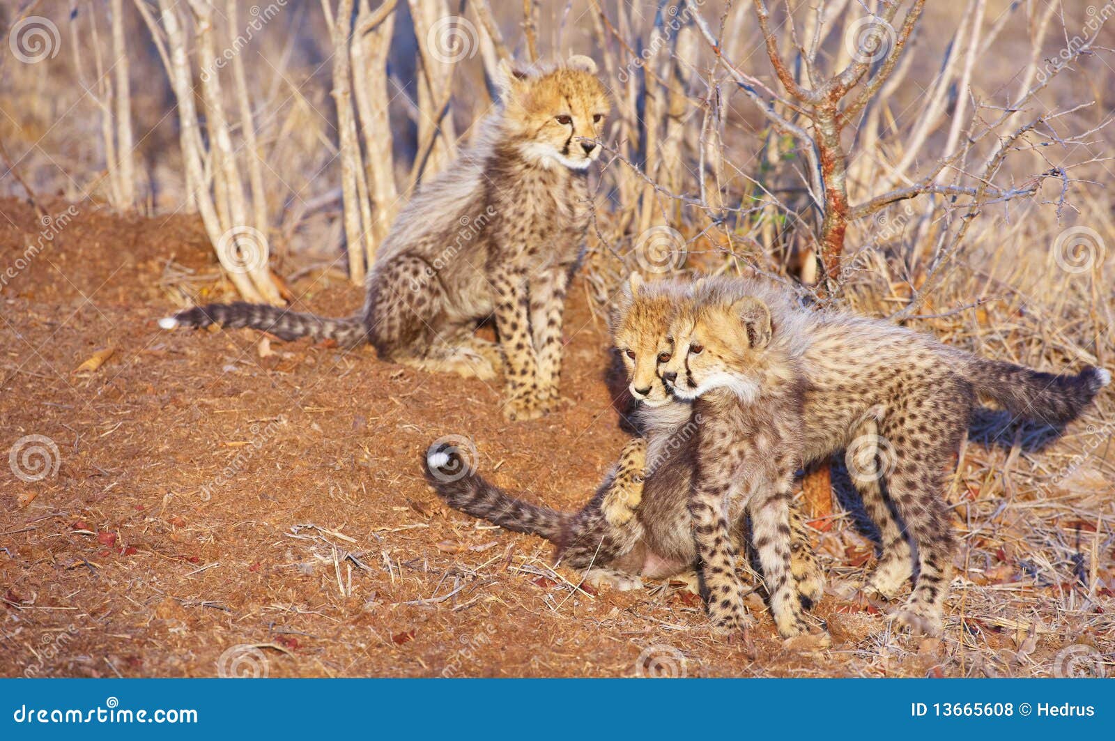 Cheetah (Acinonyx Jubatus) Cubs Stock Photo - Image of jubatus, animal ...