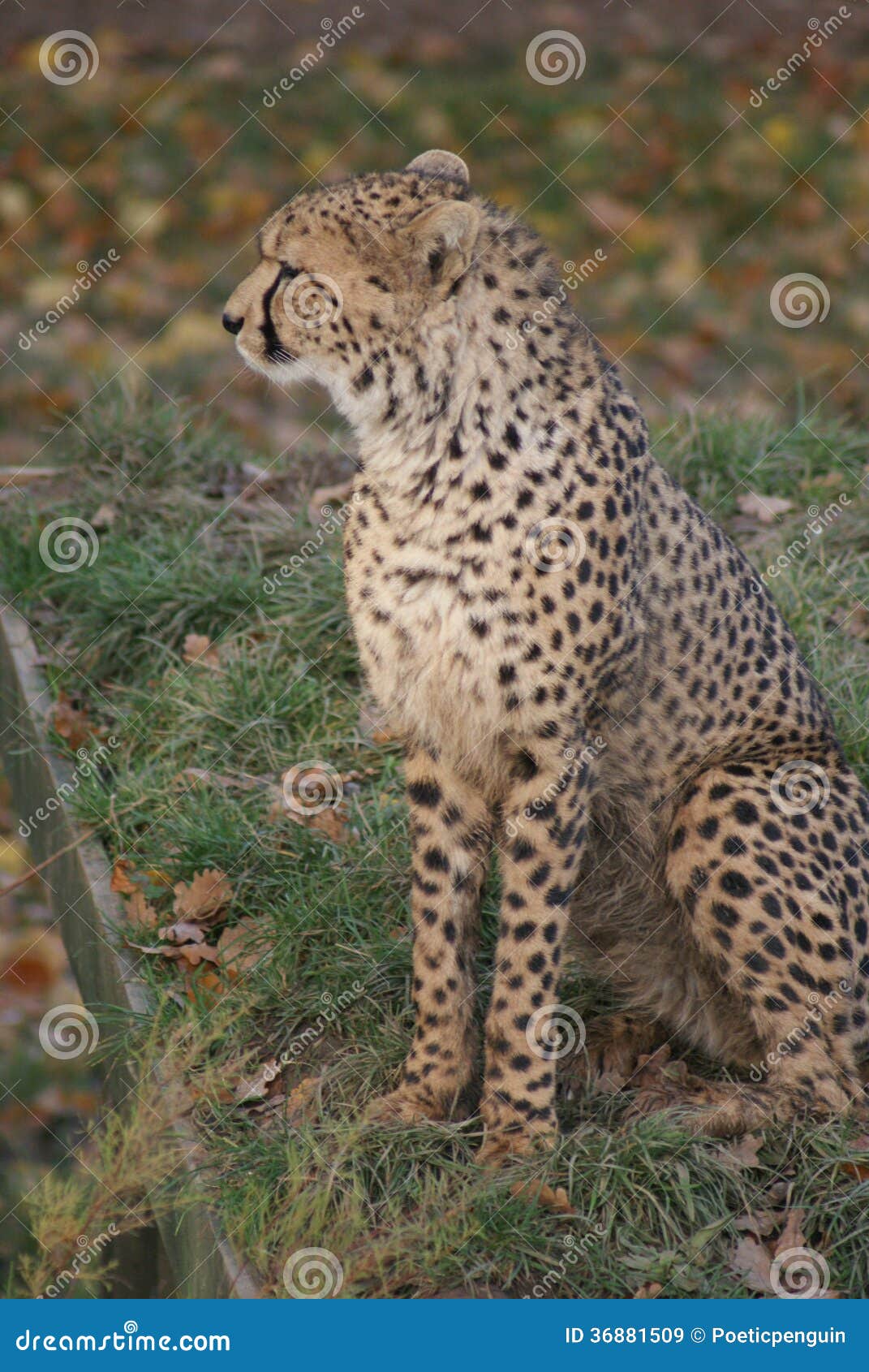 Cheetah - Acinonyx jubatus stock image. Image of hunter - 36881509