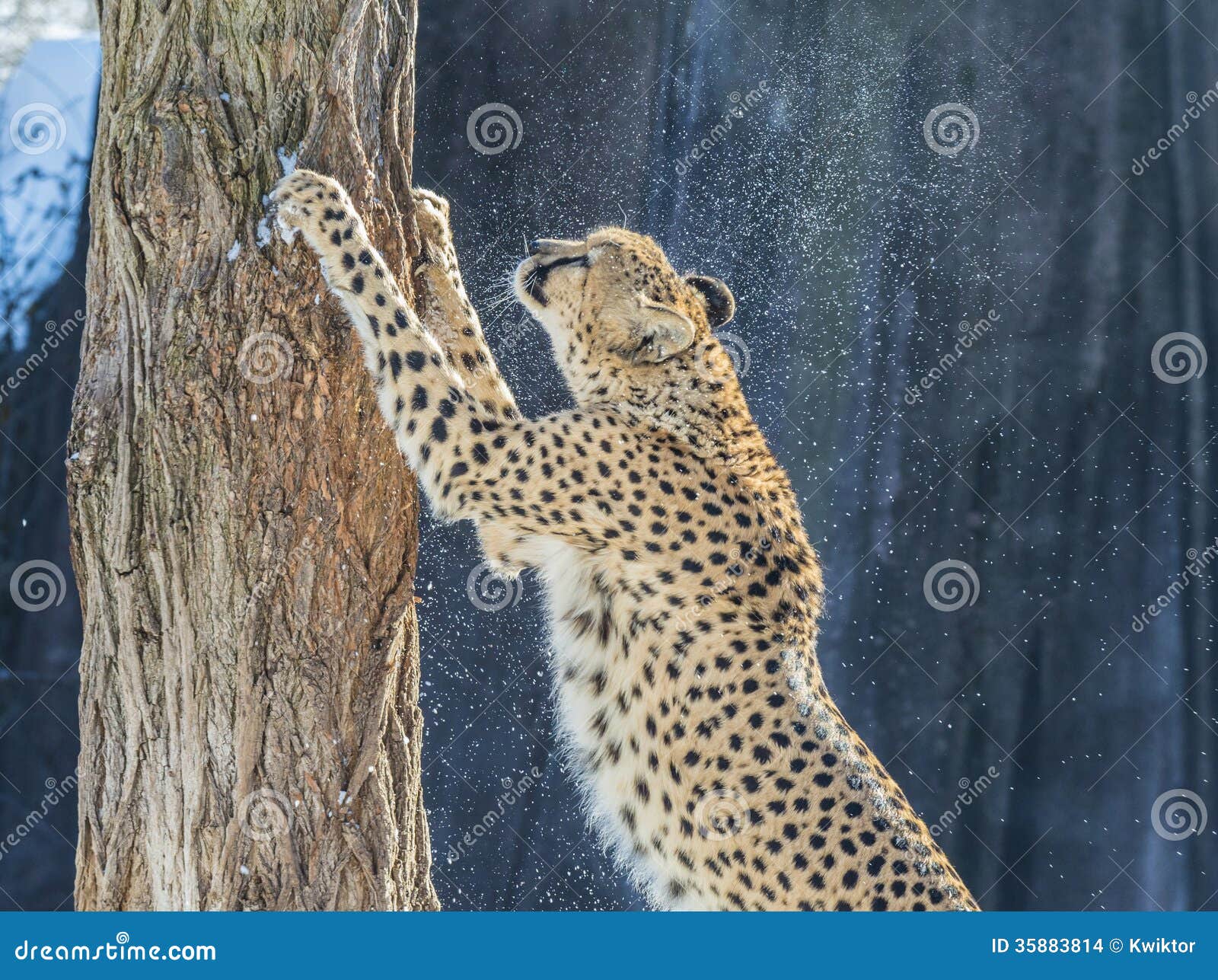 Cheetah stock photo. Image of looking, cheetah, wild - 35883814